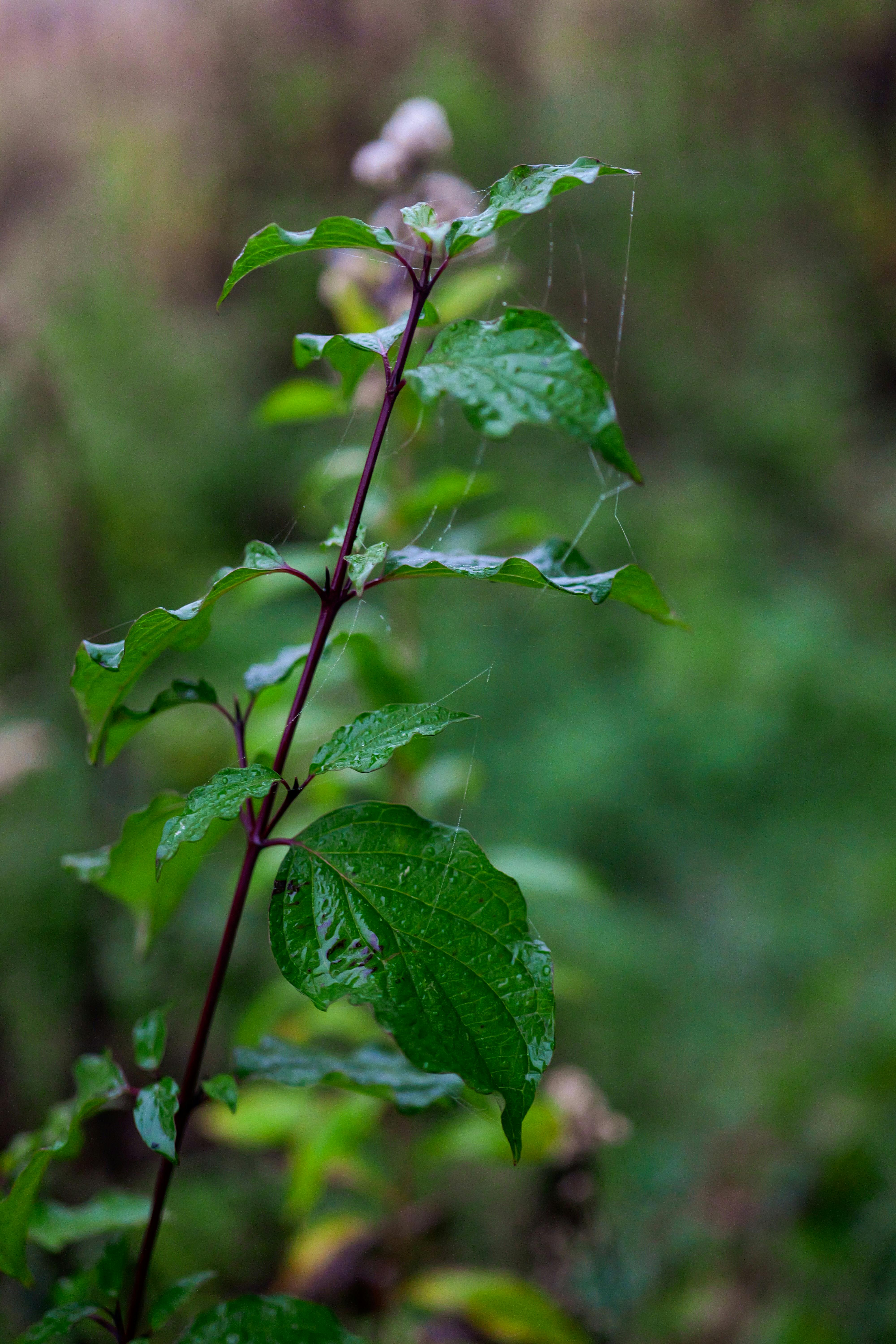 Close-up of Dewy Green Plant Leaves Outdoors · Free Stock Photo