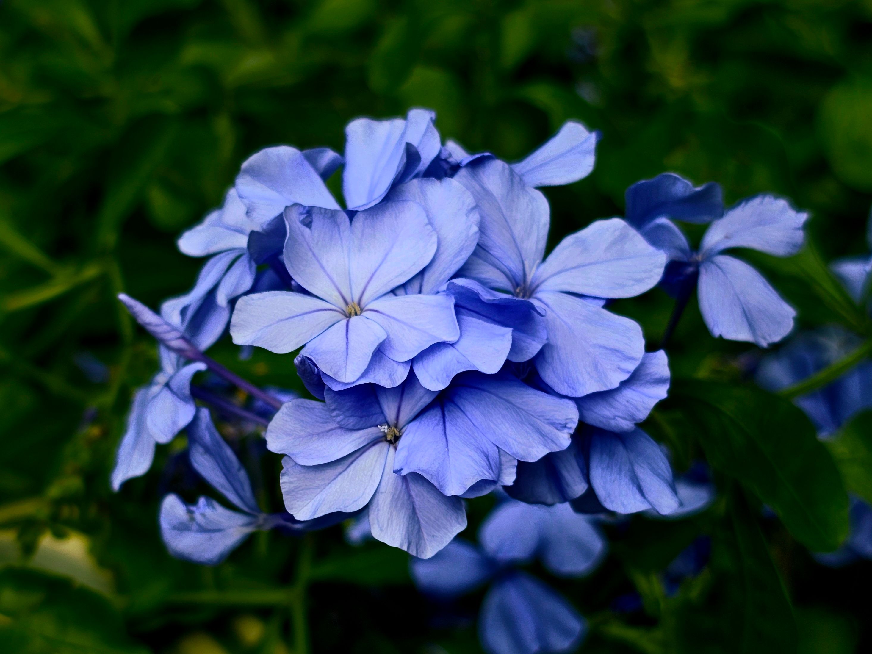 Vibrant Blue Plumbago Flowers Close-Up · Free Stock Photo