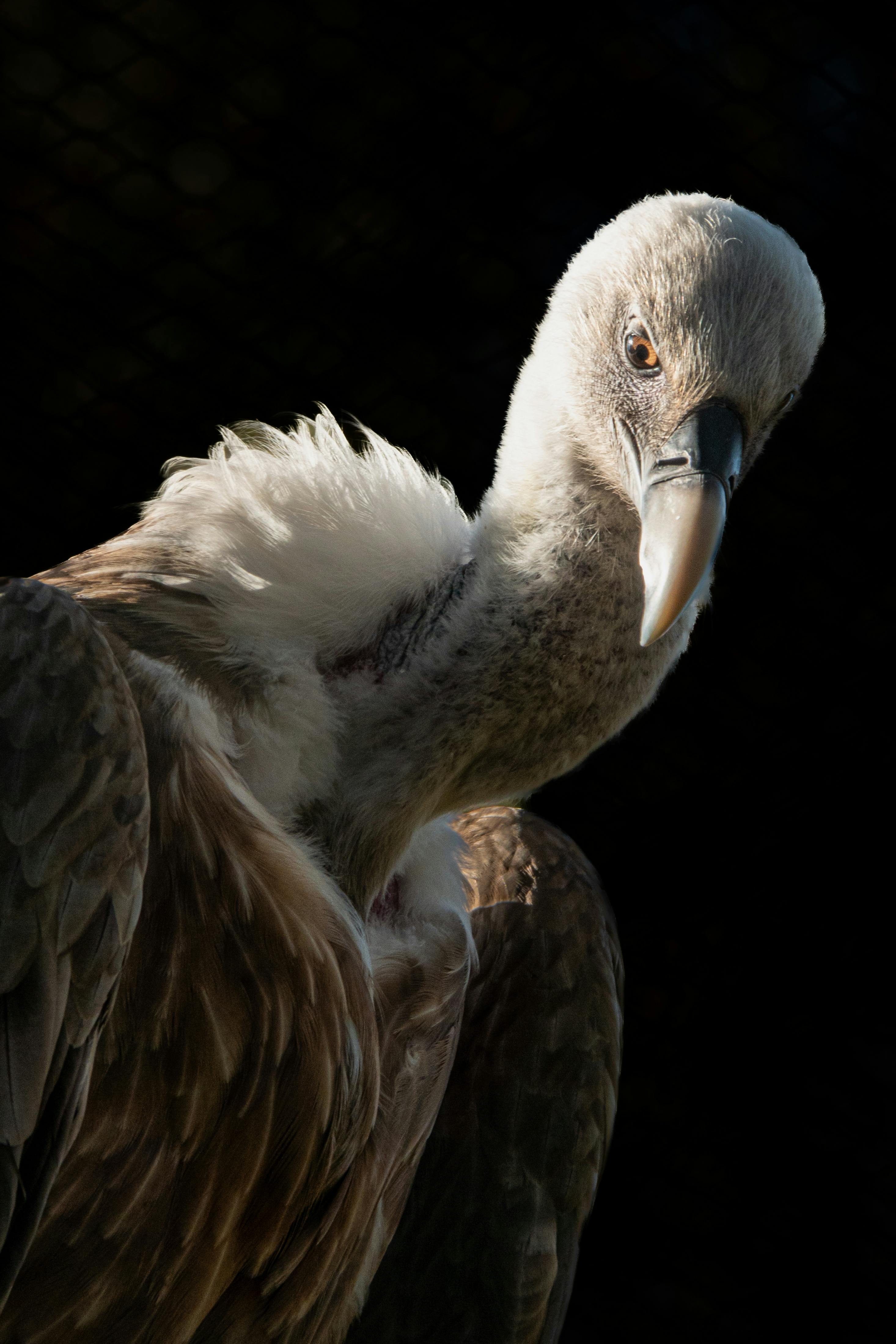 Close-up of Griffon Vulture in Shadow · Free Stock Photo