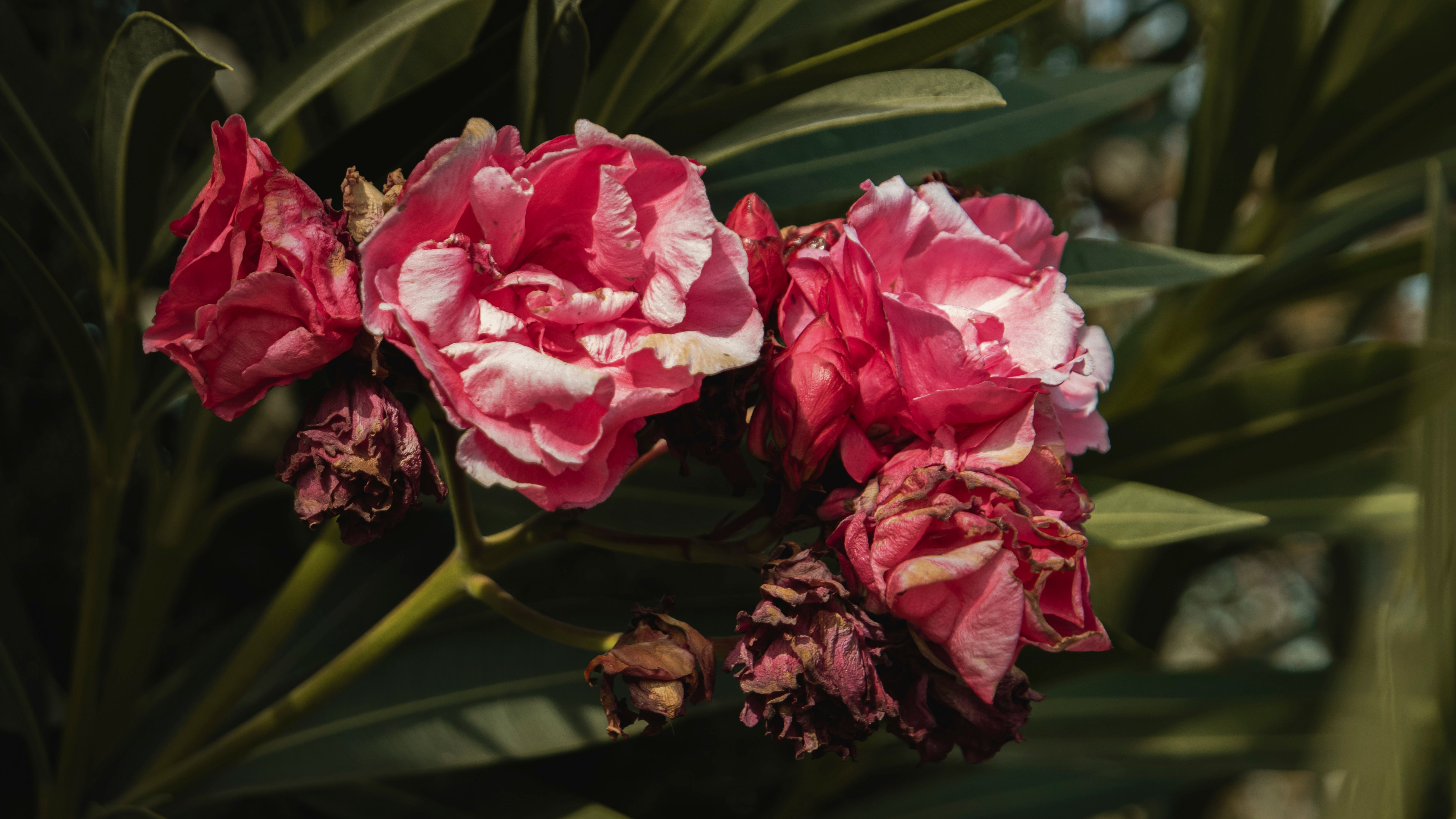 Vibrant Pink Oleander Flowers in Bloom · Free Stock Photo