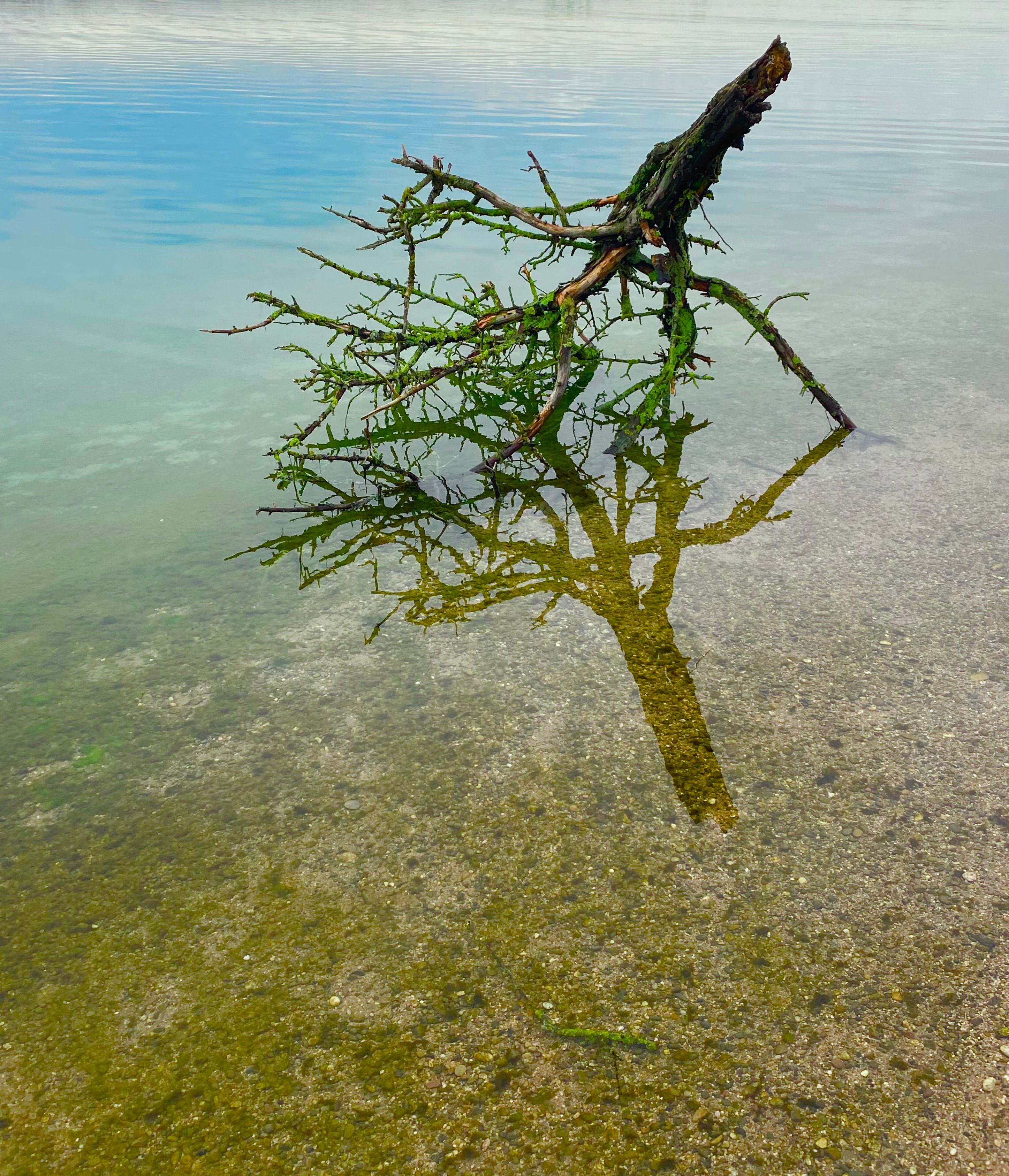 Submerged Tree Branch with Reflection in Clear Water · Free Stock Photo