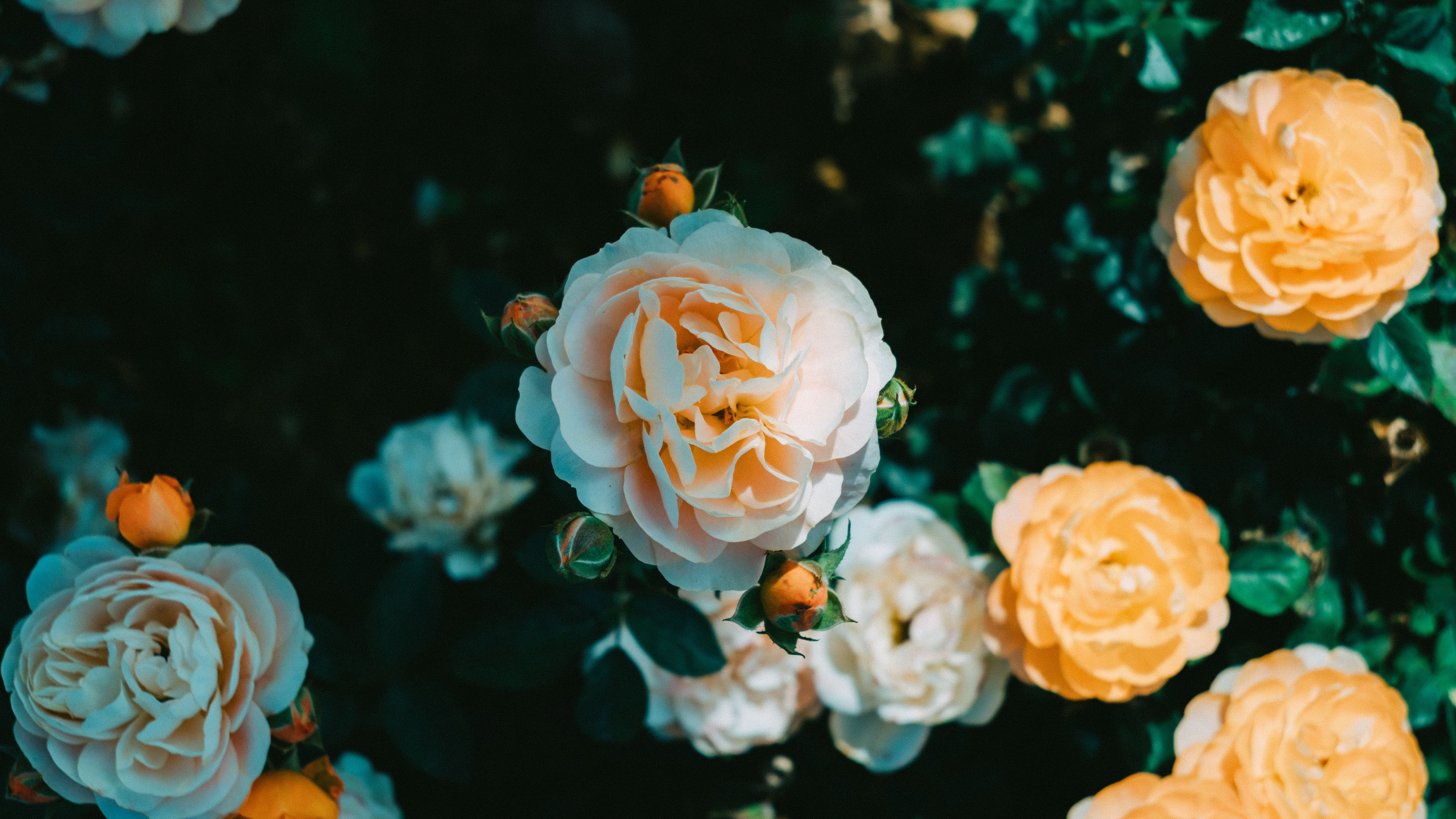 Close-Up of Blooming Yellow Rose Flowers · Free Stock Photo