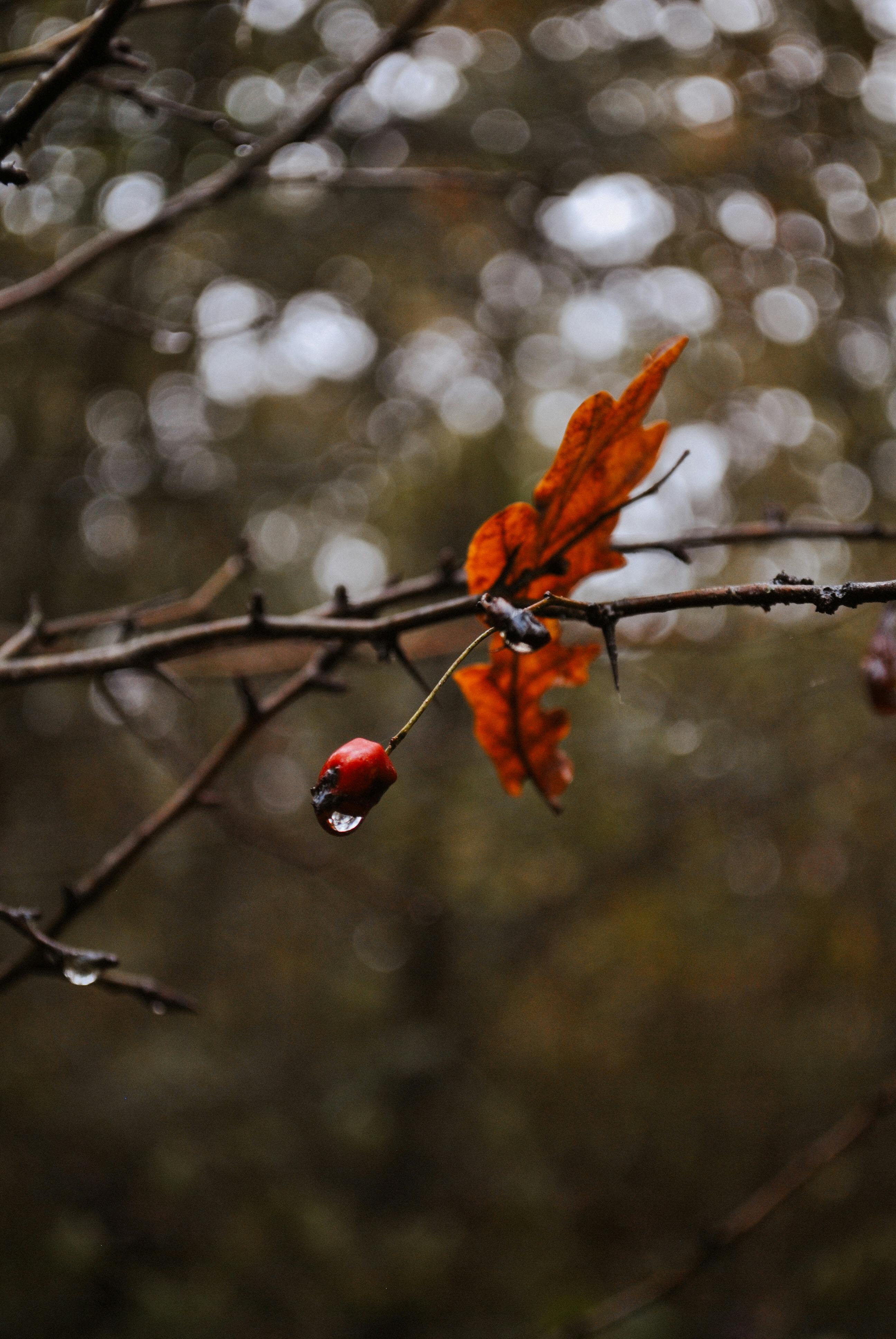 Photography of Tree Branch · Free Stock Photo