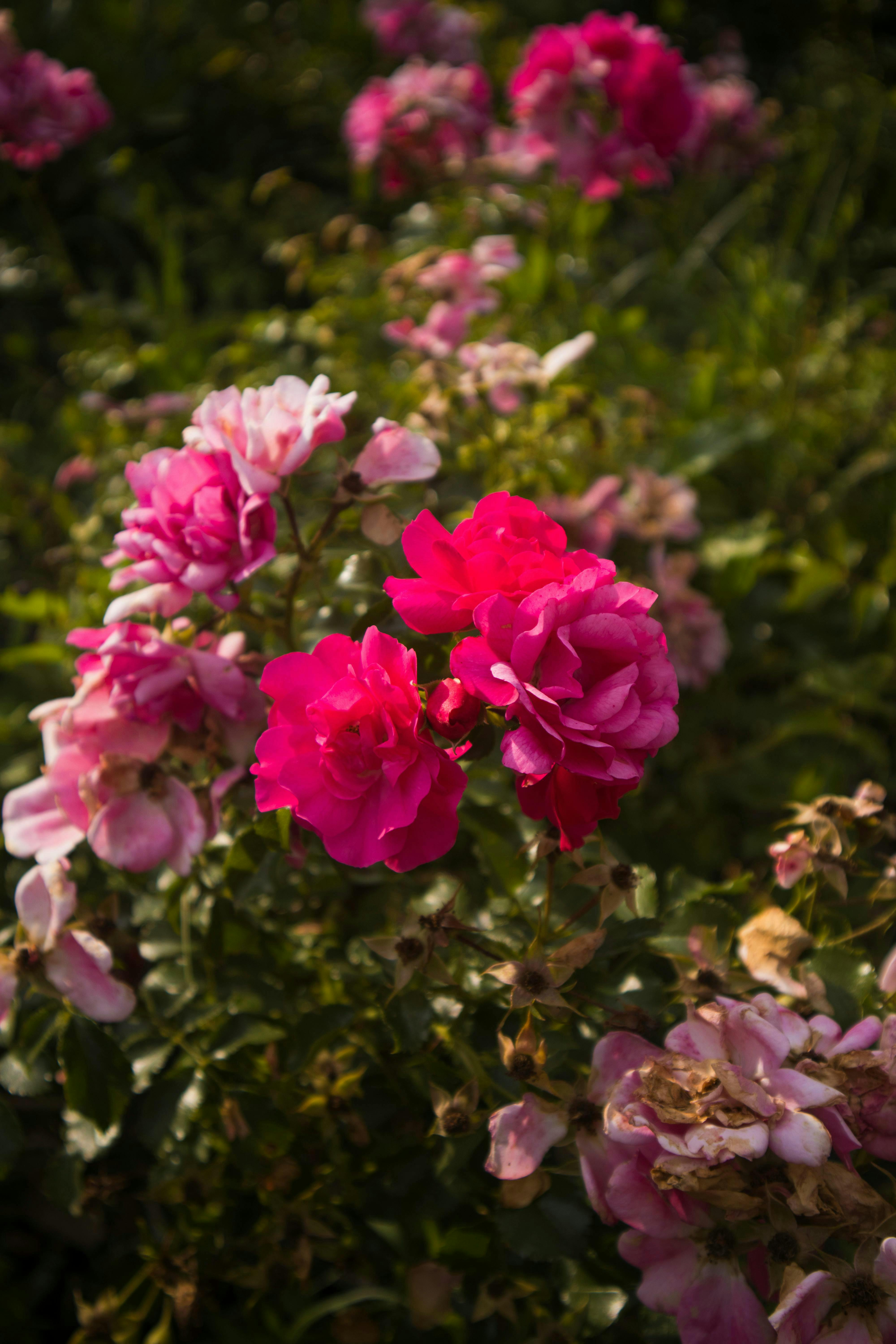 Vibrant Pink Roses Blossoming in Sunlight · Free Stock Photo