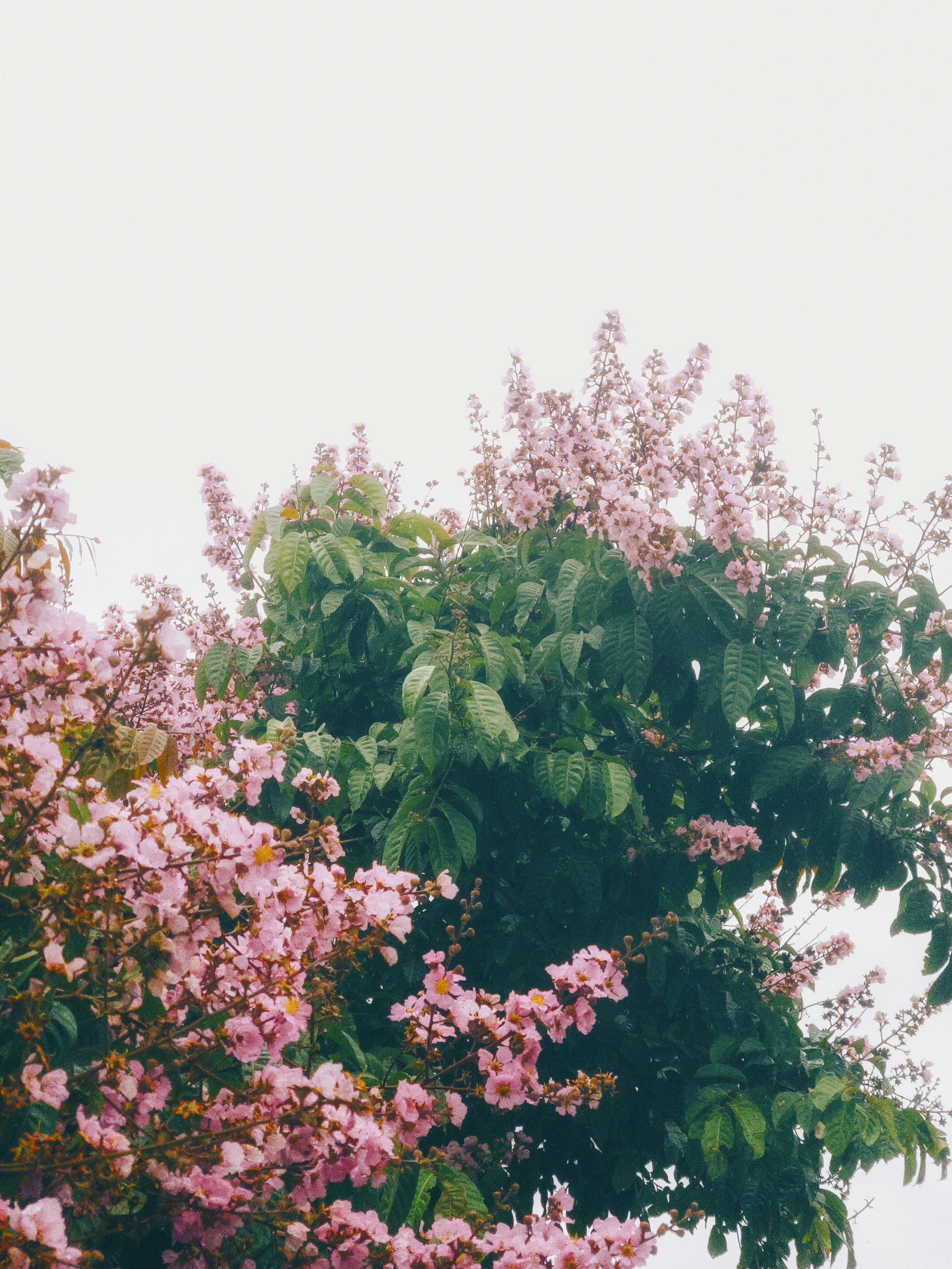 Brazilian Spring Photos, Download The BEST Free Brazilian Spring Stock ...