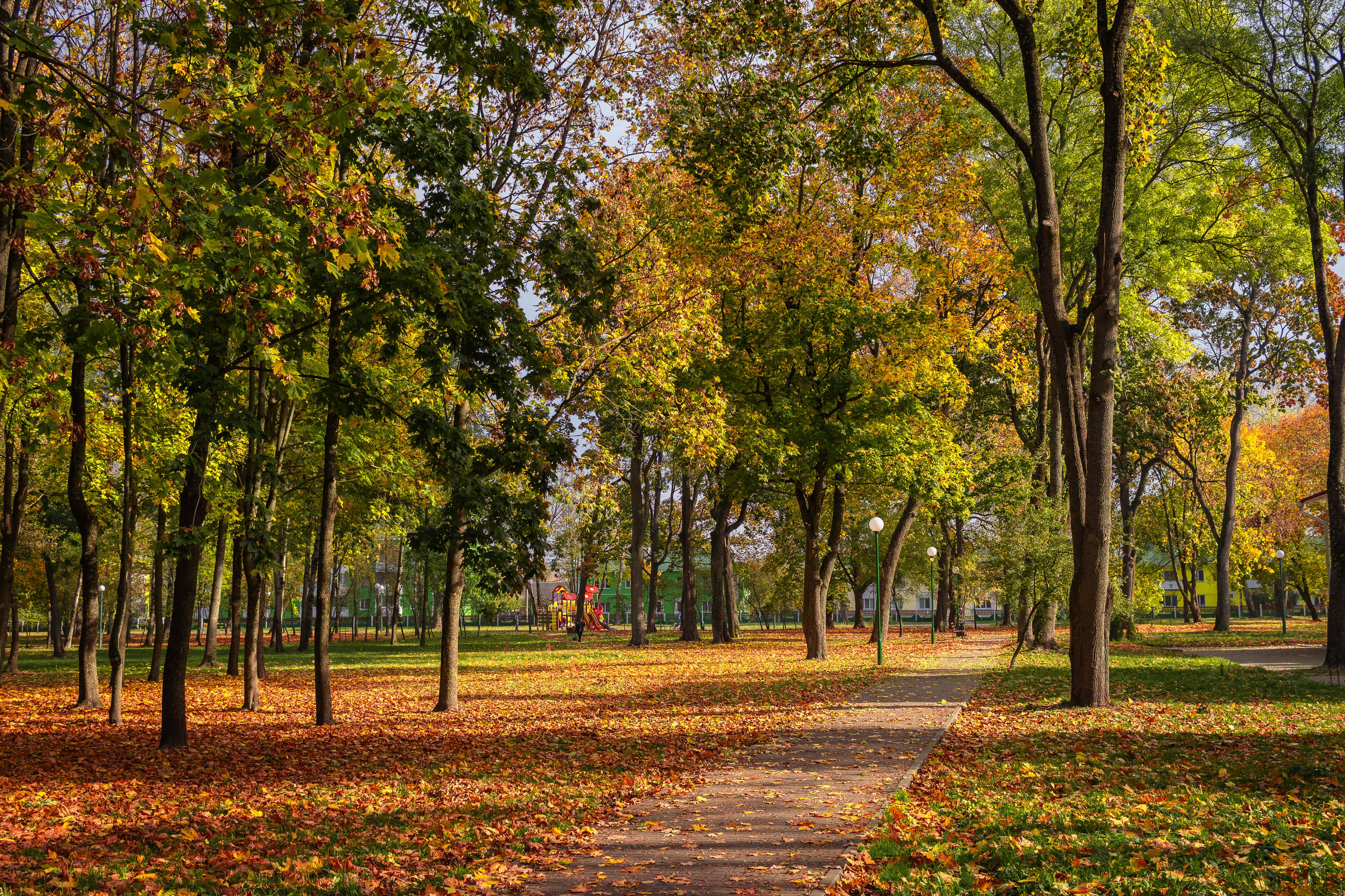 Vivid Autumn Park with Colorful Foliage · Free Stock Photo