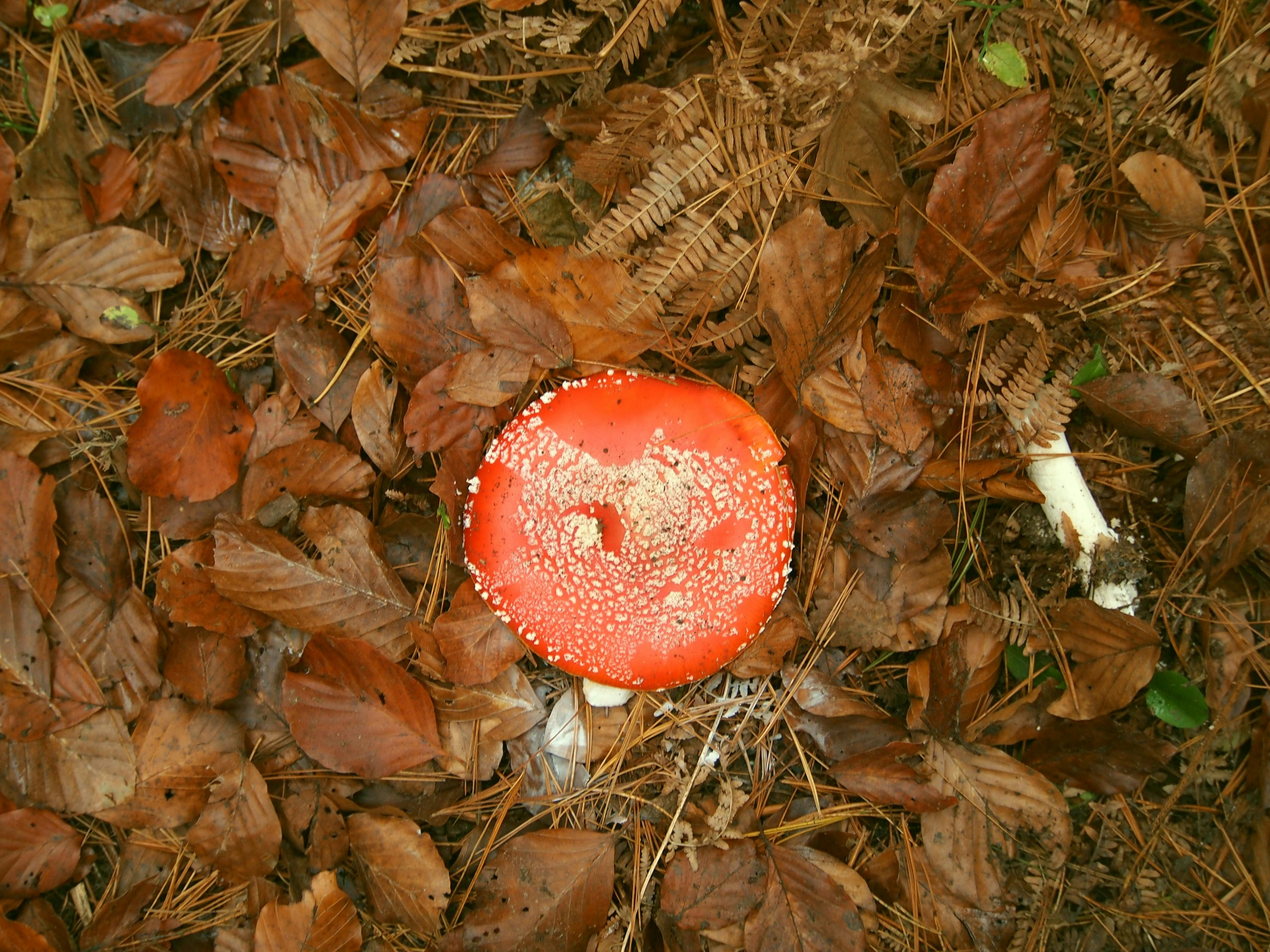 Fungal Forest Photos, Download The BEST Free Fungal Forest Stock Photos ...