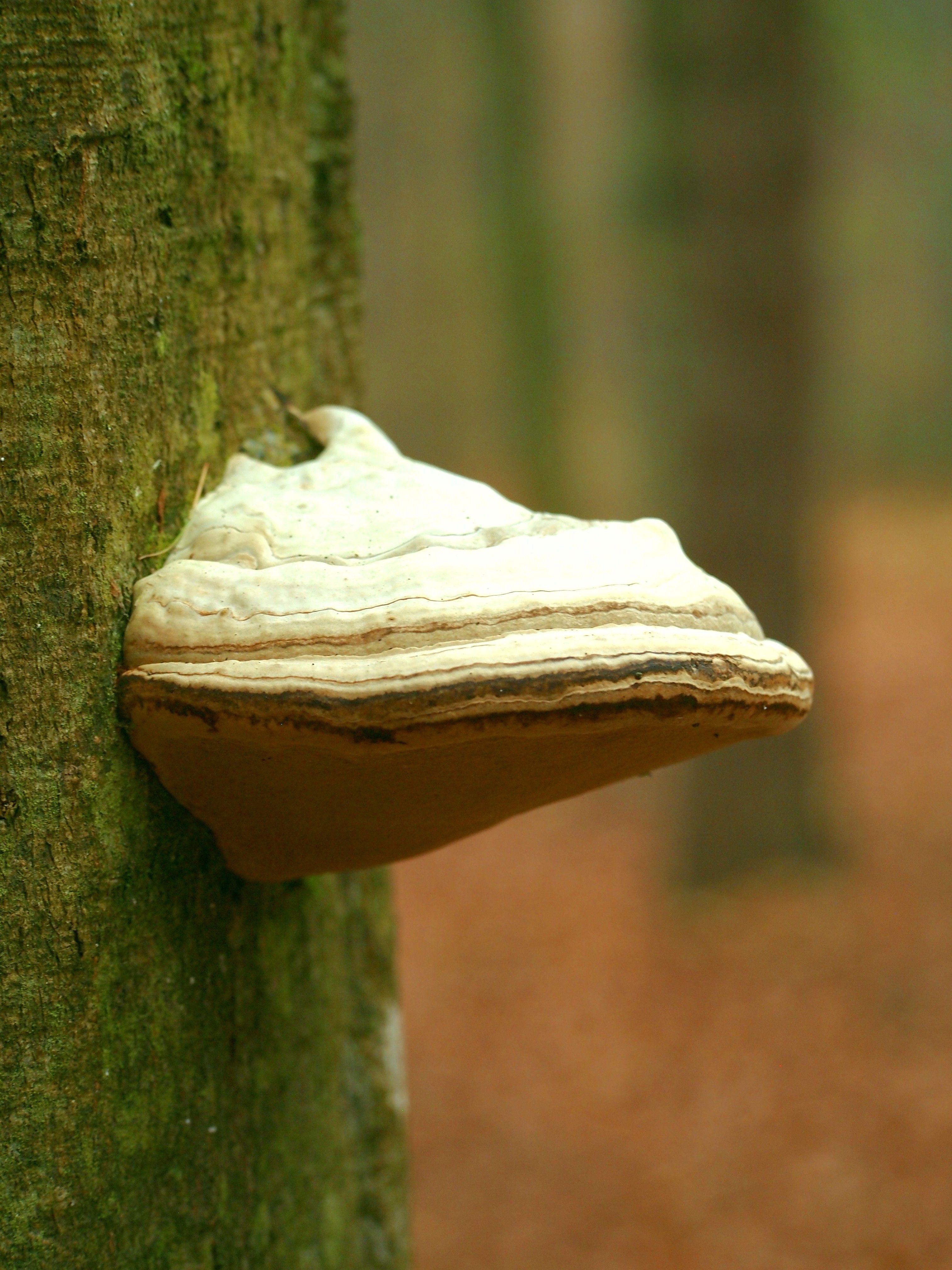 Shelf Fungus on Tree in Forest Setting · Free Stock Photo