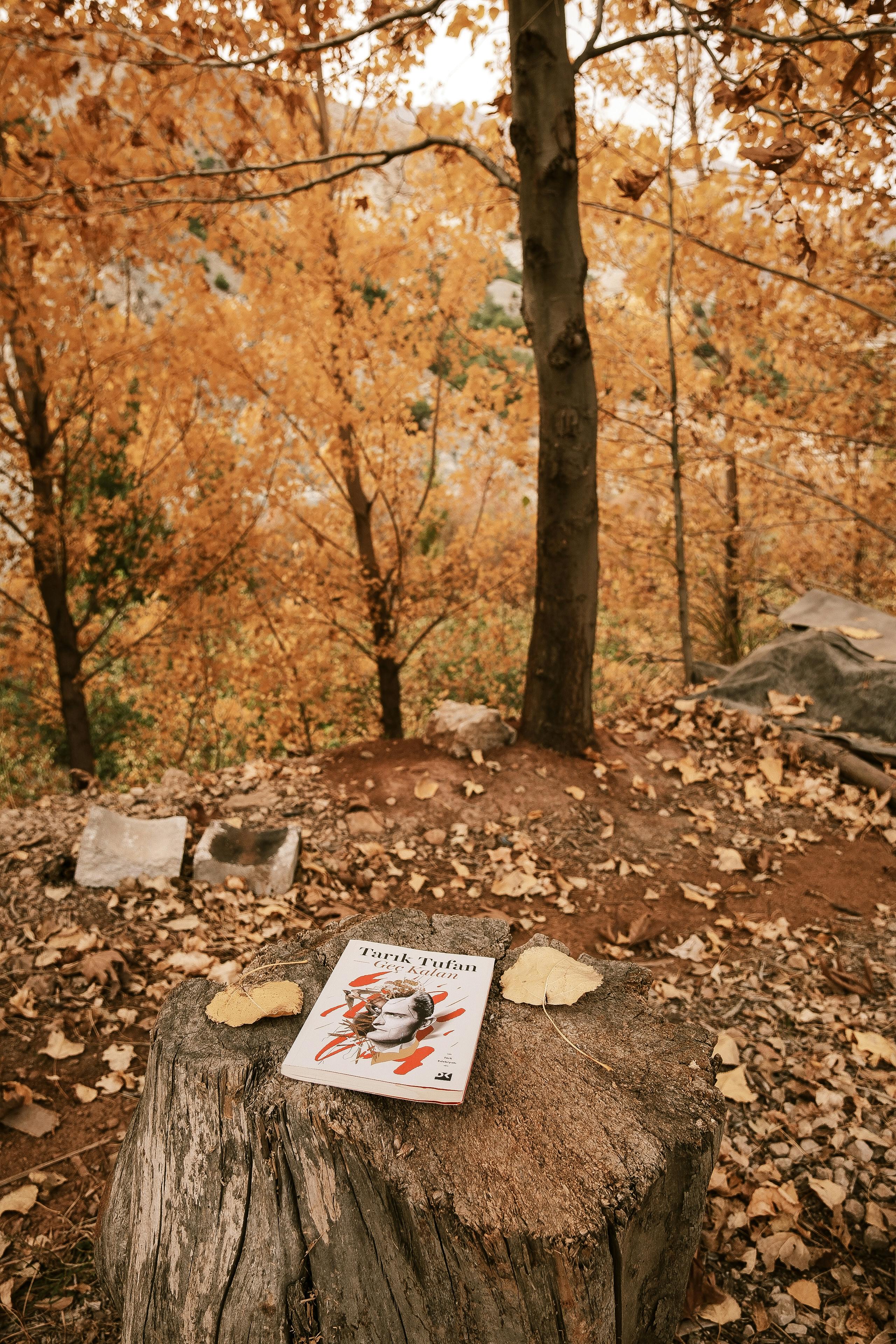 Stump With Book Photos, Download The BEST Free Stump With Book Stock ...