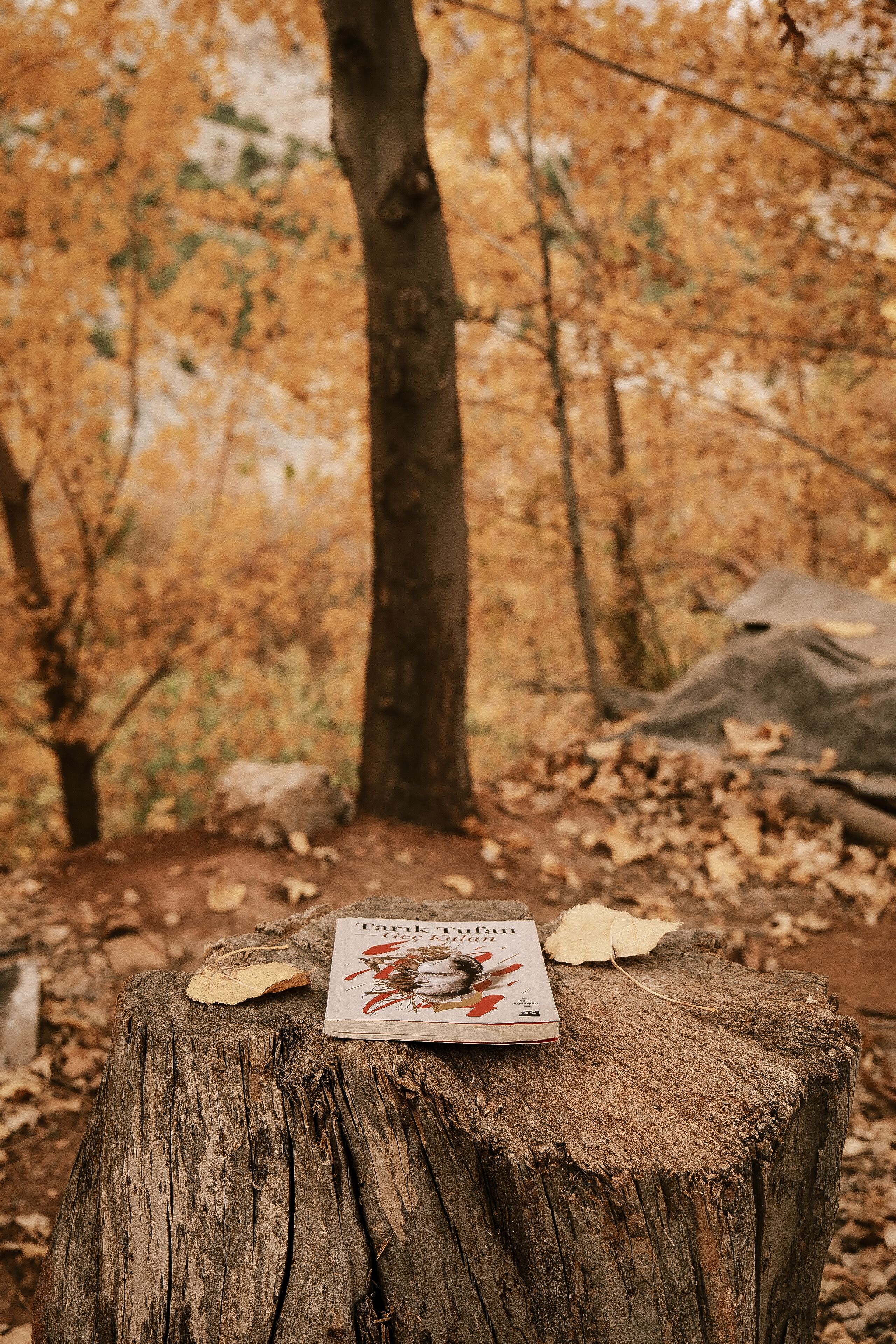 Book on Tree Stump in Autumn Forest Scene · Free Stock Photo