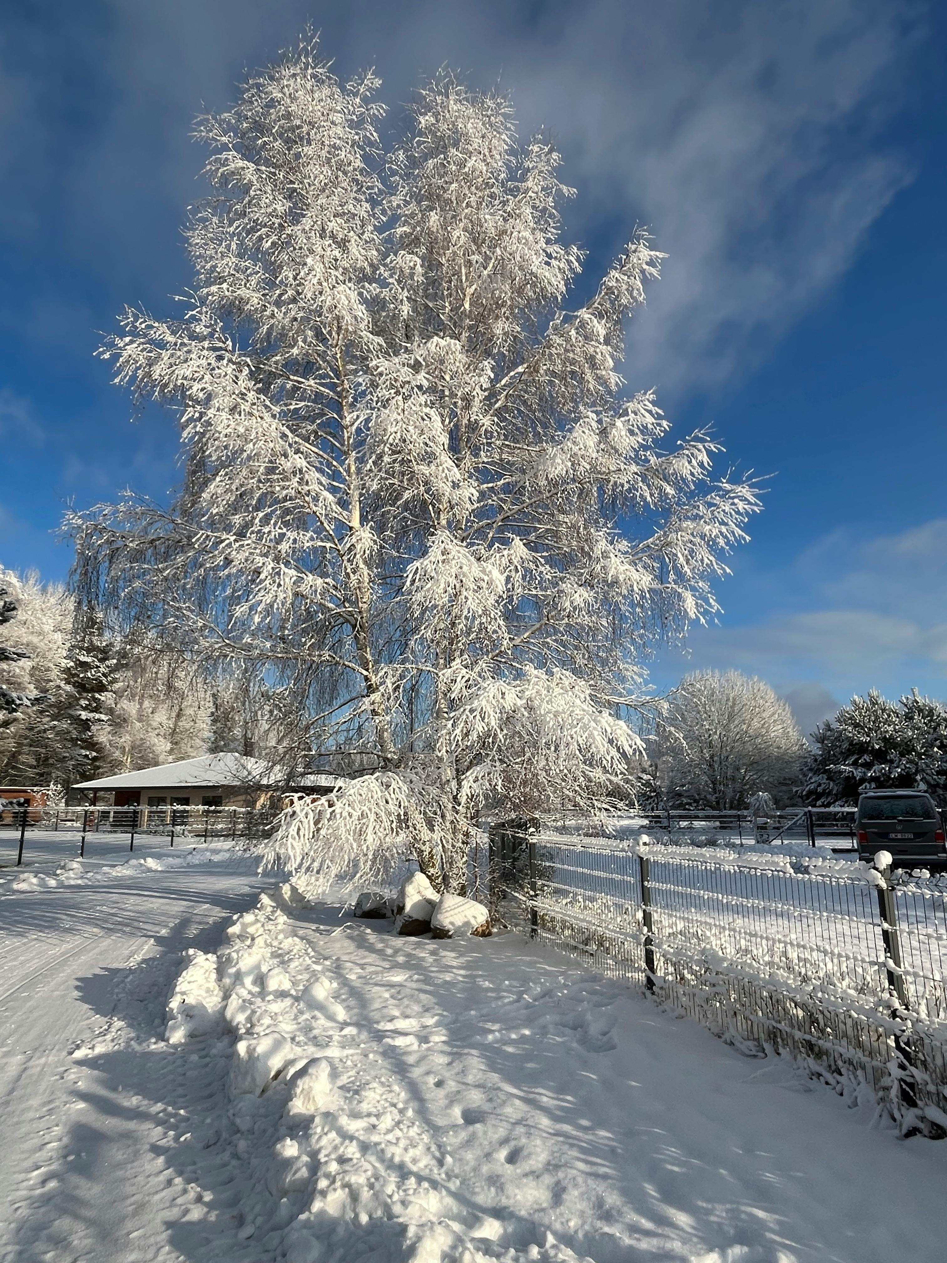 Árbol Cubierto De Nieve En Un Paraíso Invernal · Foto de stock gratuita