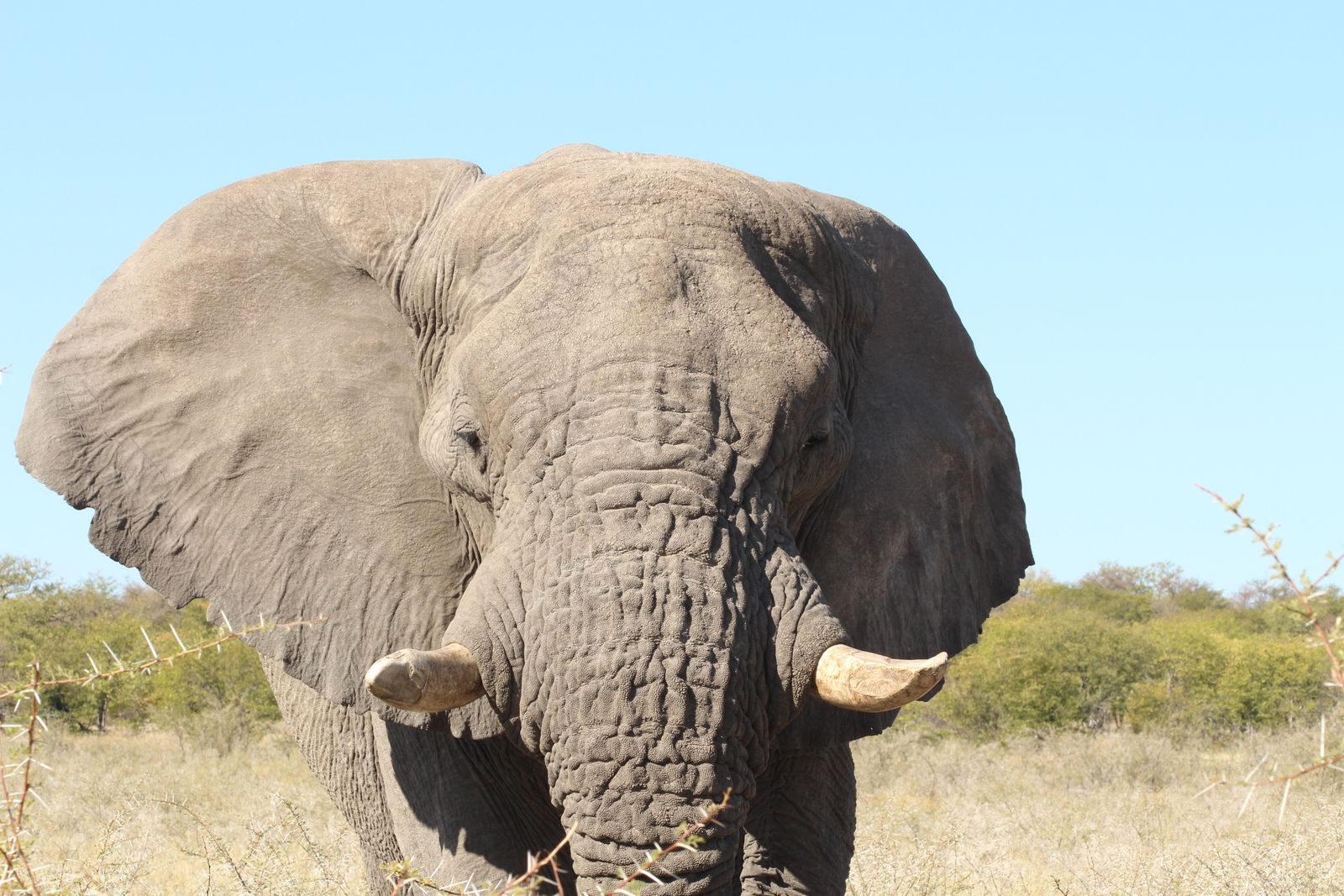 African Elephant Photos, Download The BEST Free African Elephant Stock ...