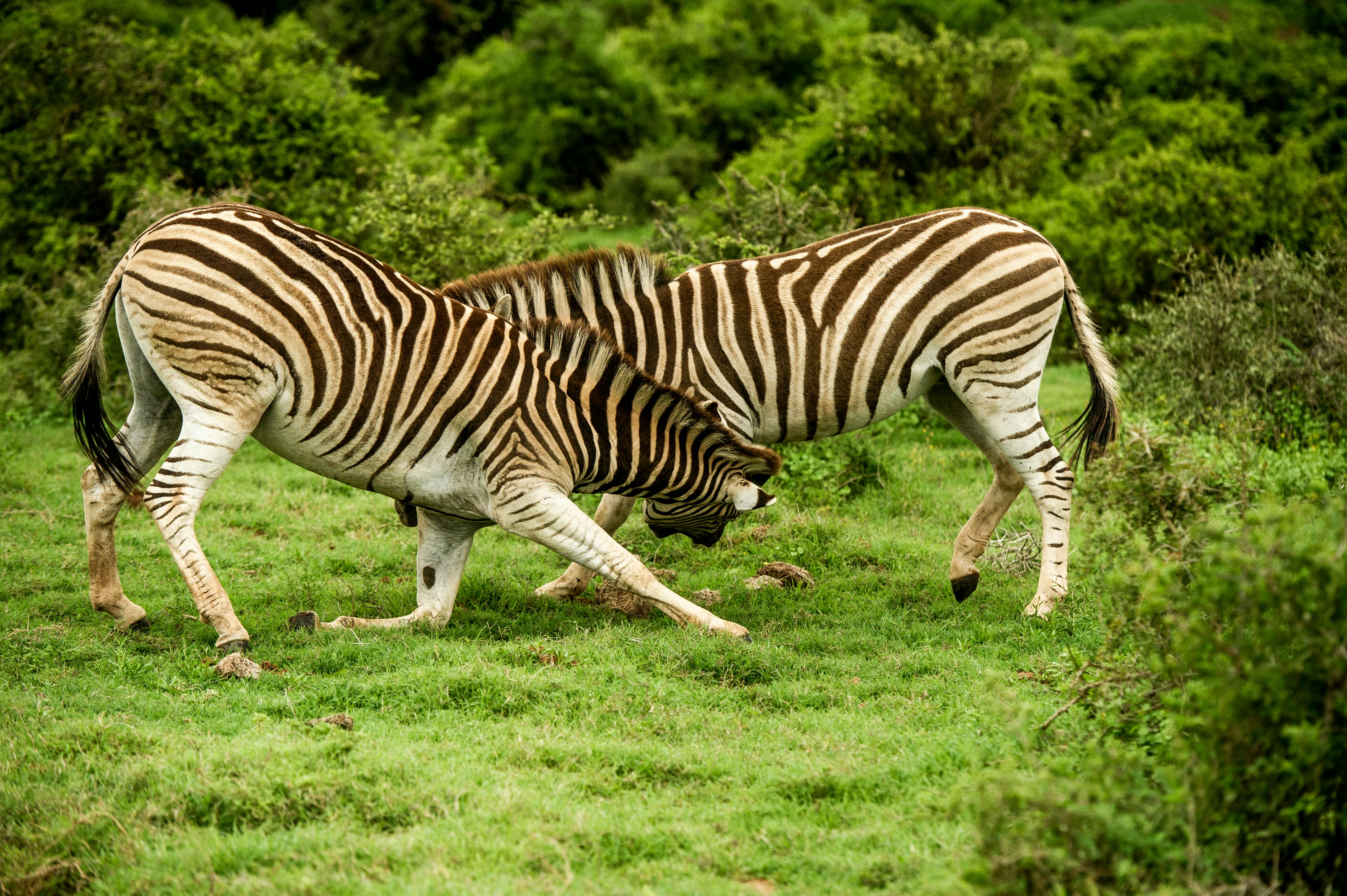 Zebras Engaging in Playful Interaction on Grassland · Free Stock Photo