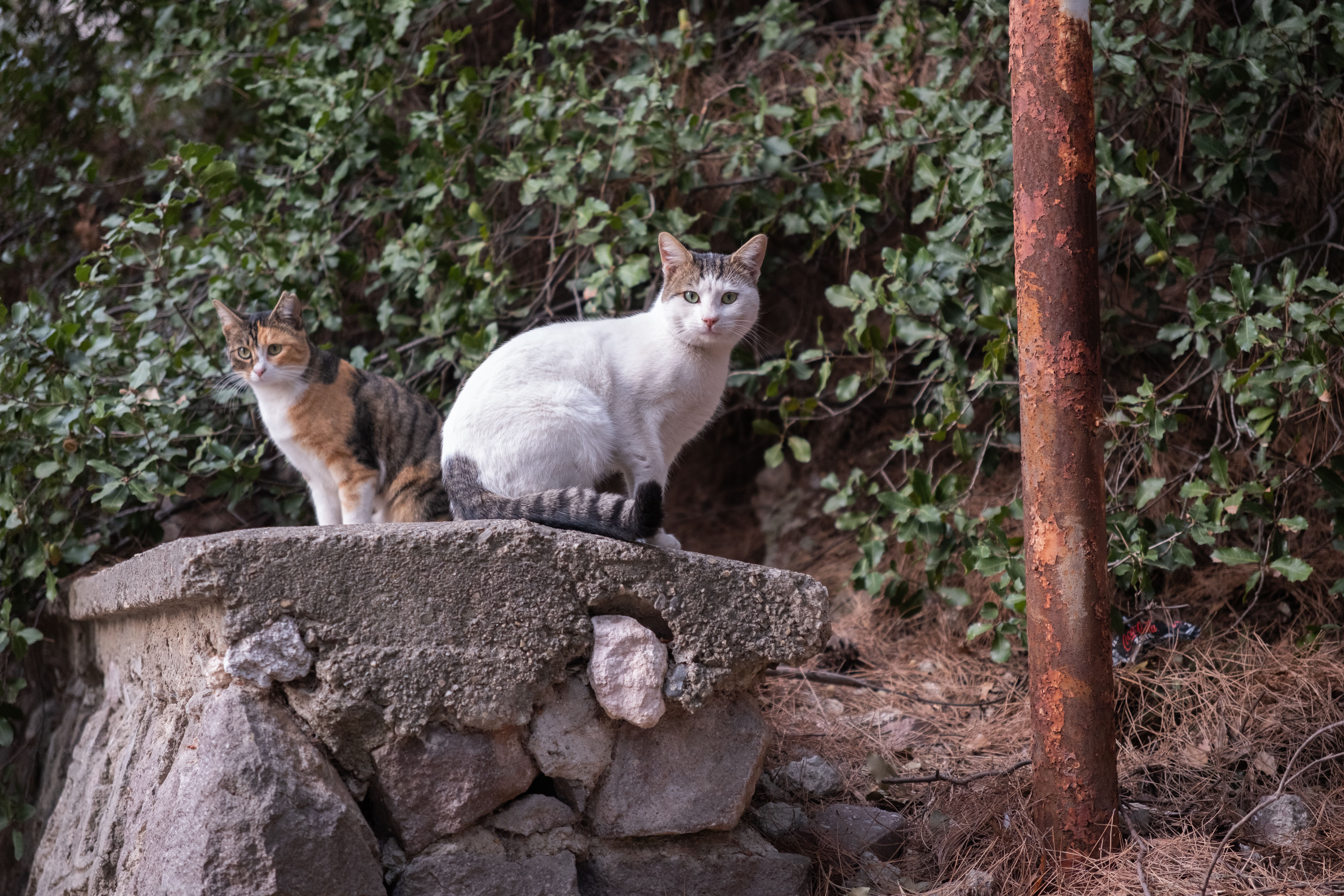 European Cats Photos, Download The BEST Free European Cats Stock Photos ...