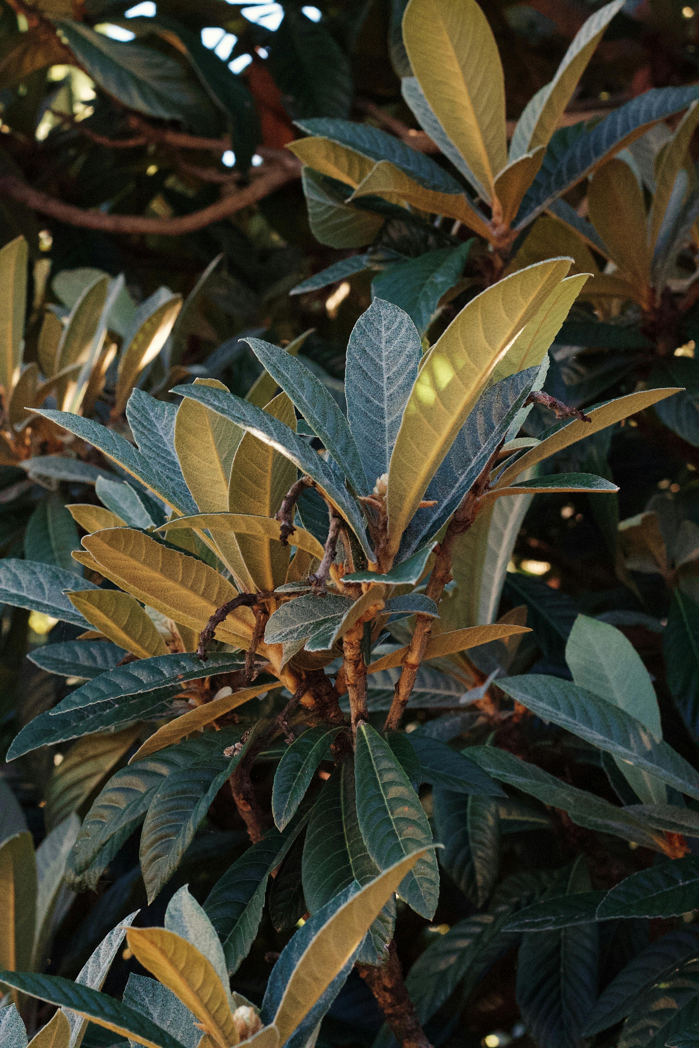 Vibrant Leaves of Loquat Tree in Sochi, Russia · Free Stock Photo