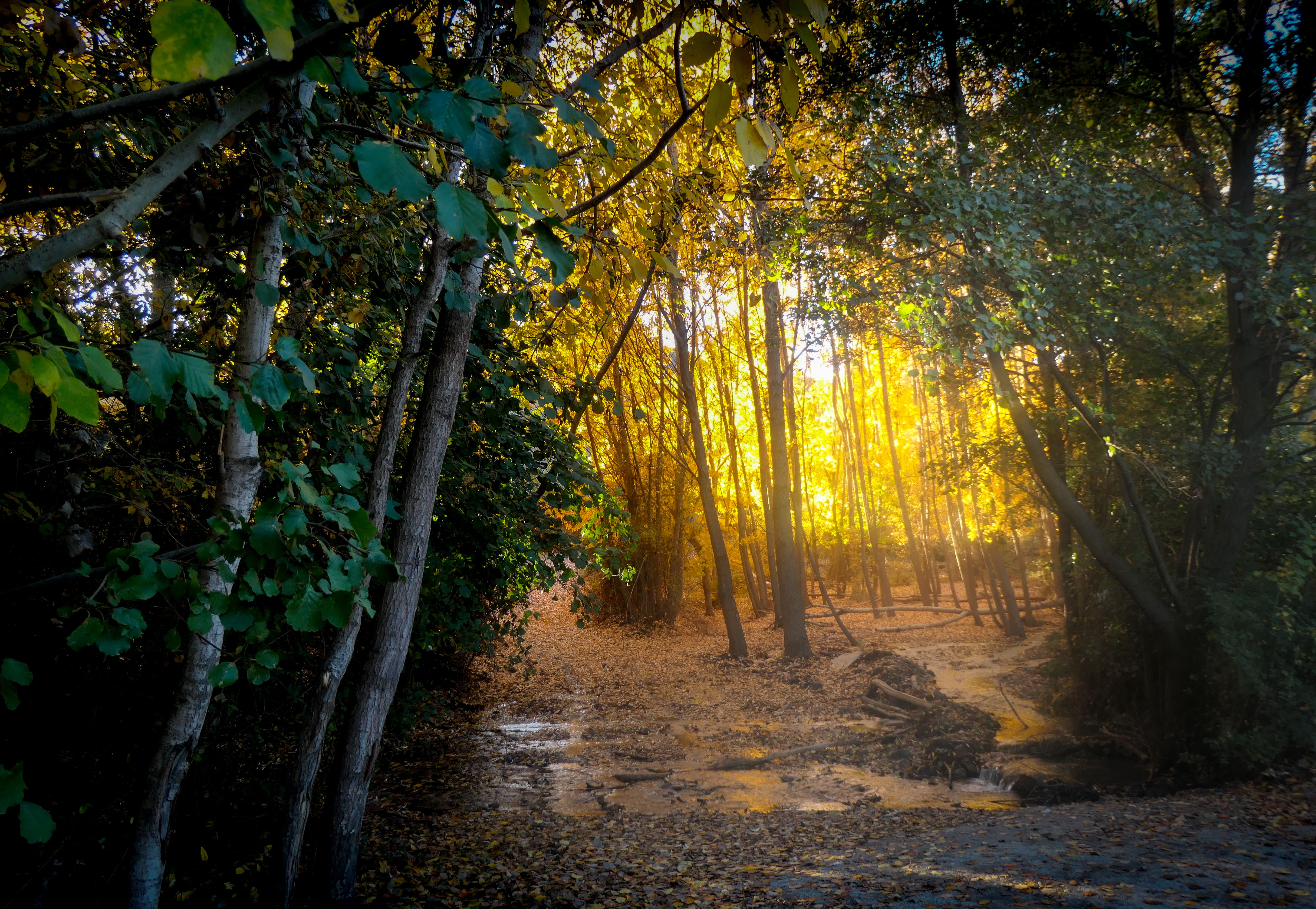 Forest during Daytime · Free Stock Photo