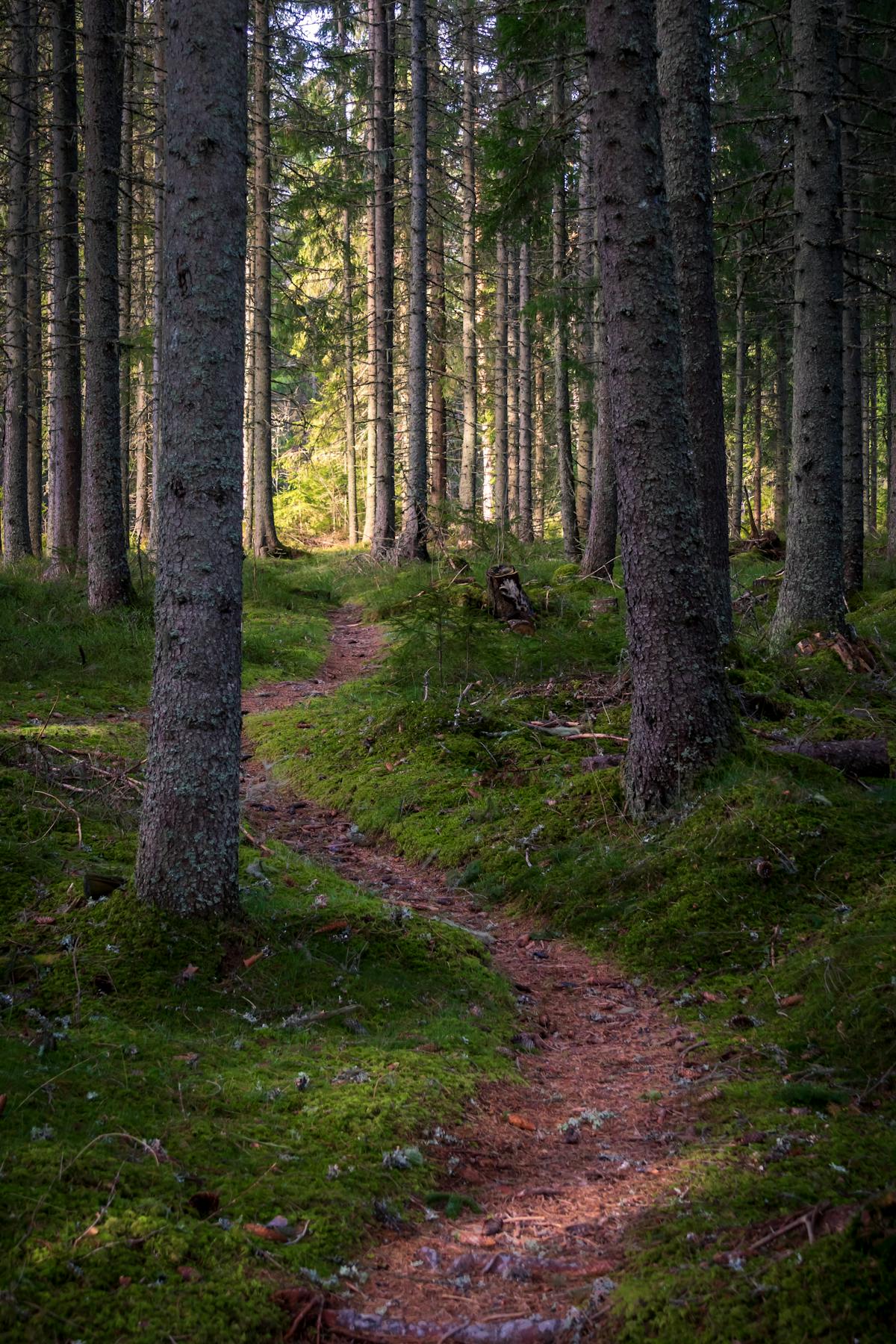 Path In The Woods Photos, Download The BEST Free Path In The Woods ...