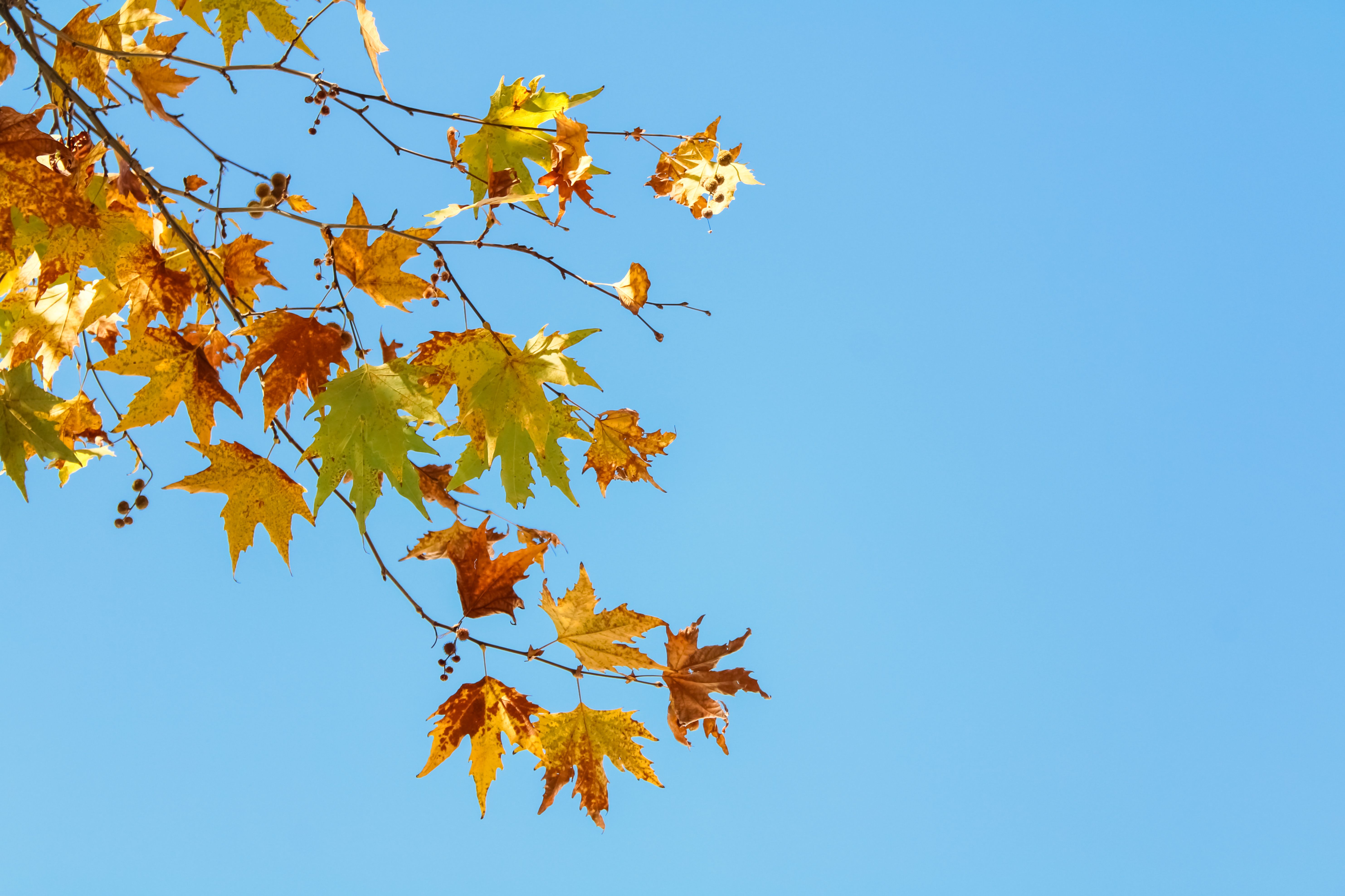 Vibrant Autumn Leaves Against Clear Blue Sky · Free Stock Photo