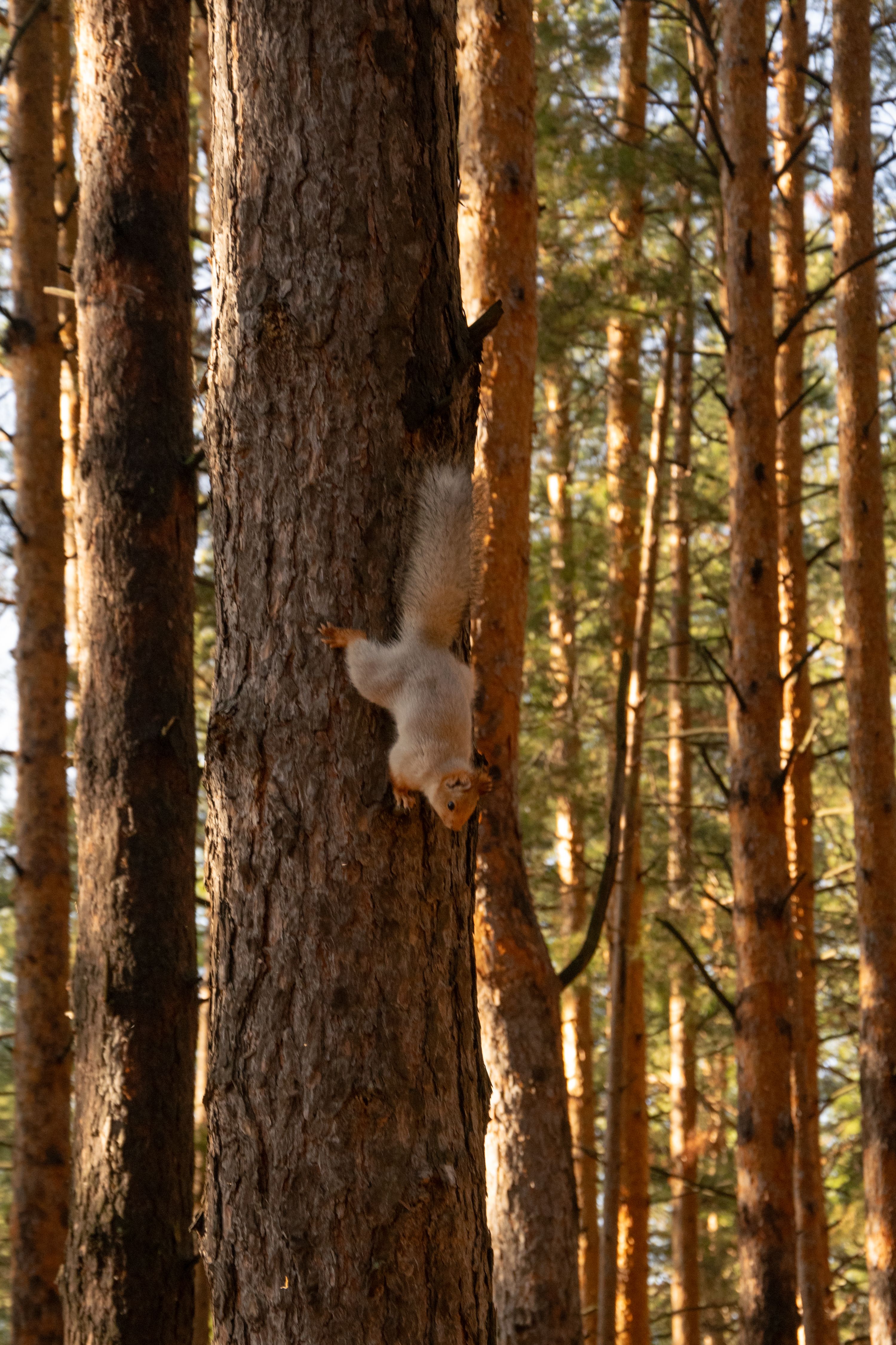 Squirrel Climbing Pine Tree in Altai Forest · Free Stock Photo
