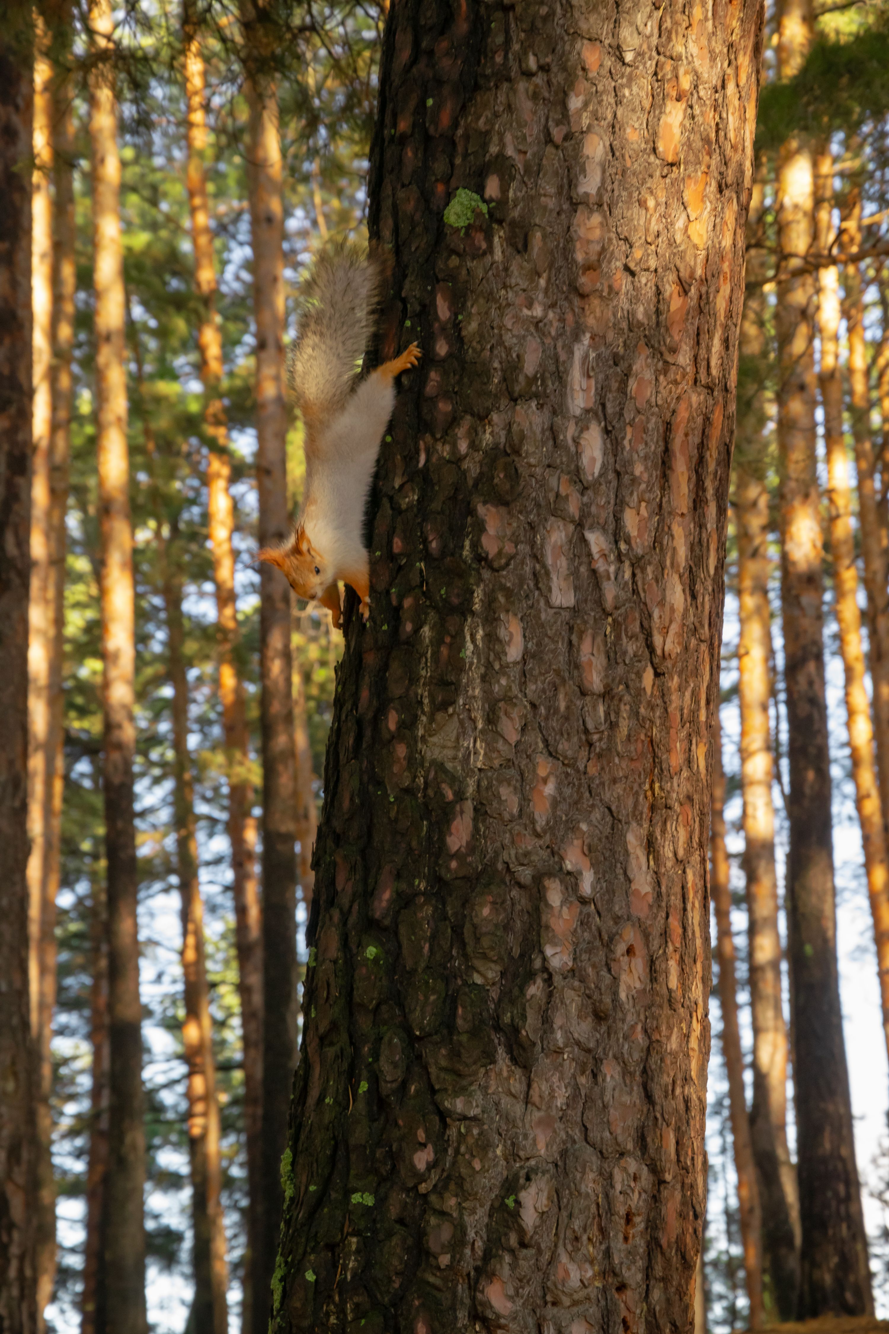Squirrel Climbing Pine Tree in Altai Forest · Free Stock Photo