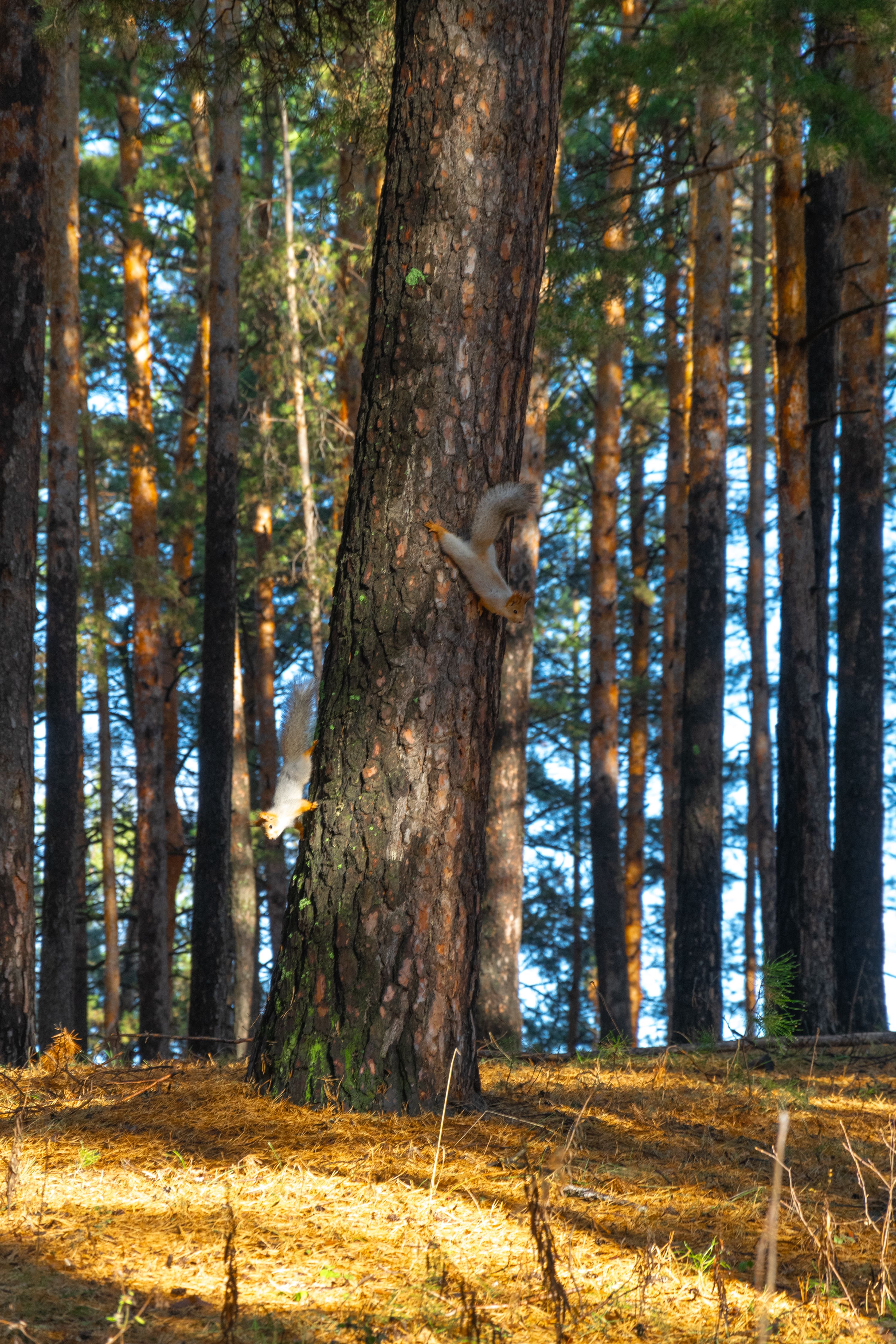 Squirrel Climbing Pine Tree in Autumn Forest · Free Stock Photo