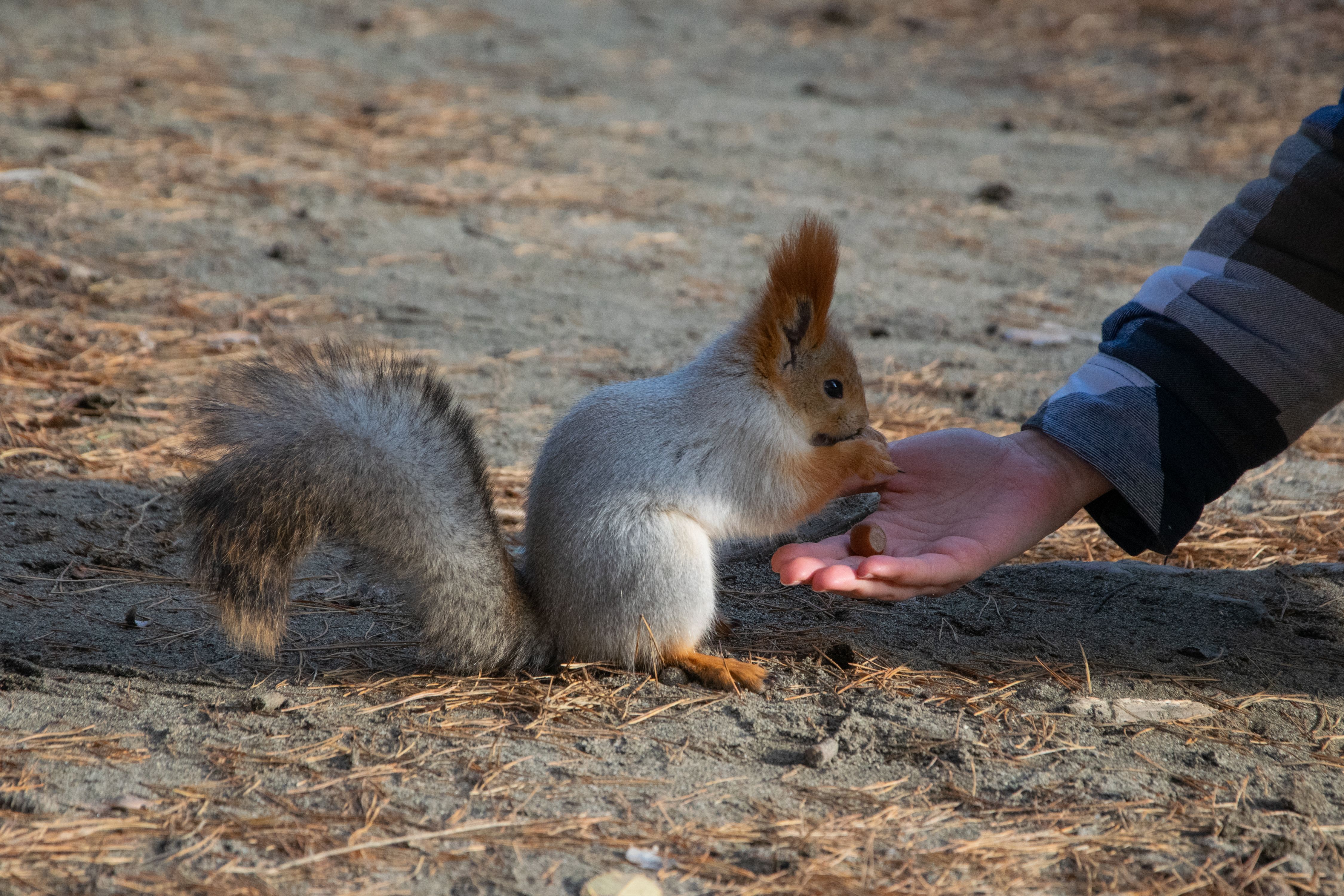 Squirrel Feeding from Hand in Autumn Forest · Free Stock Photo