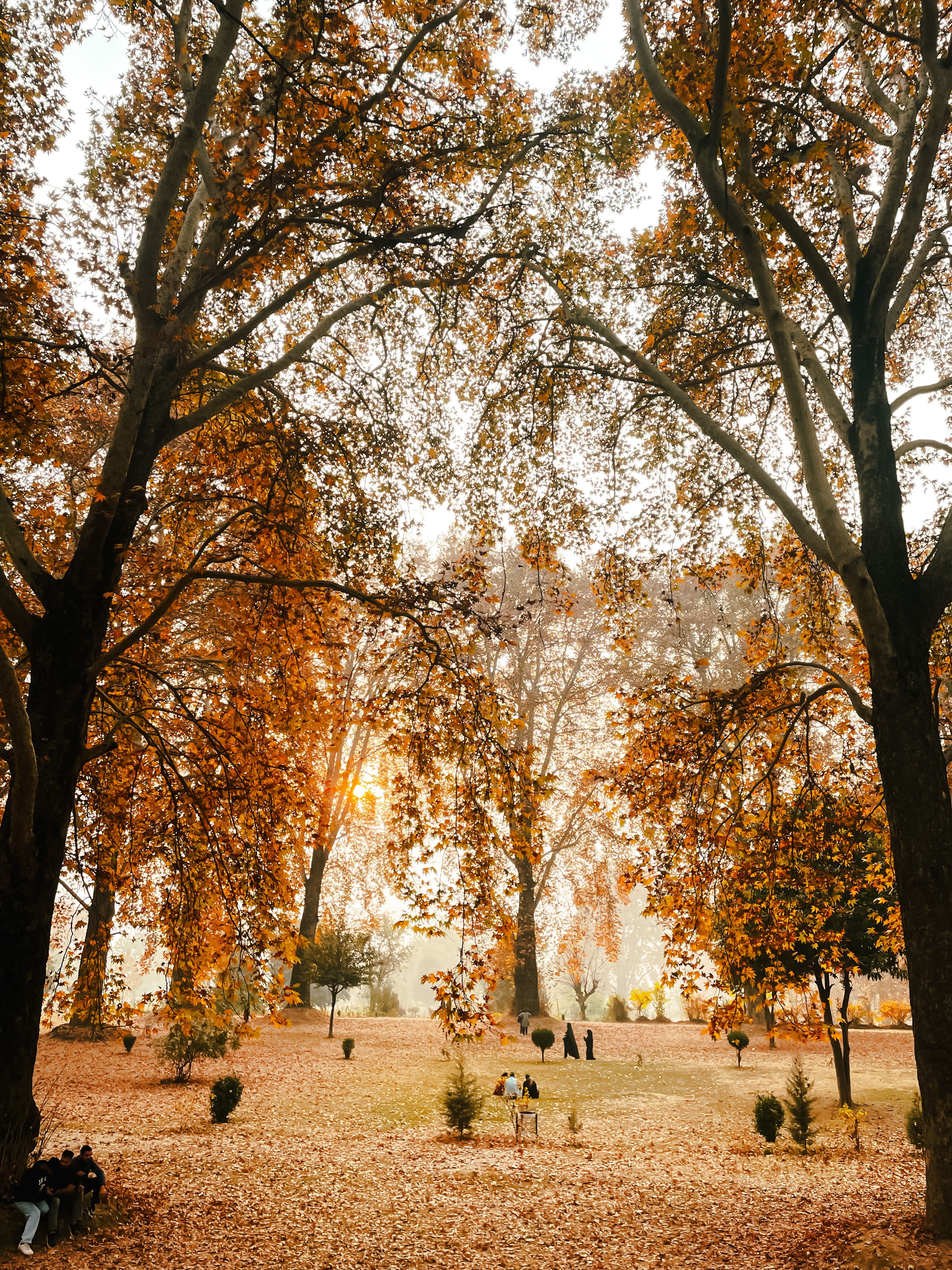 Atmospheric Autumn Park with Tall Trees · Free Stock Photo