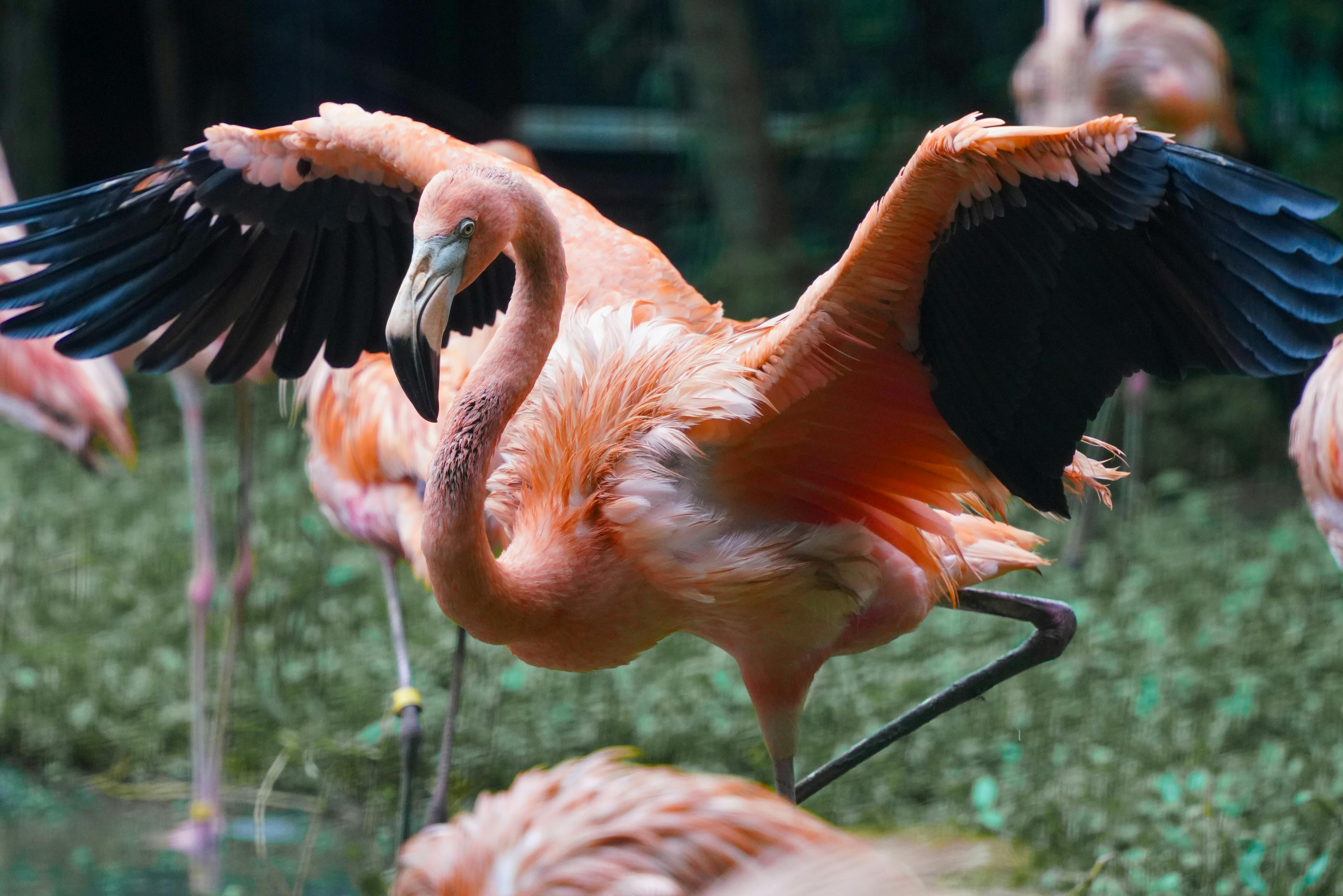 Flamingo Sanctuary Photos, Download The BEST Free Flamingo Sanctuary ...