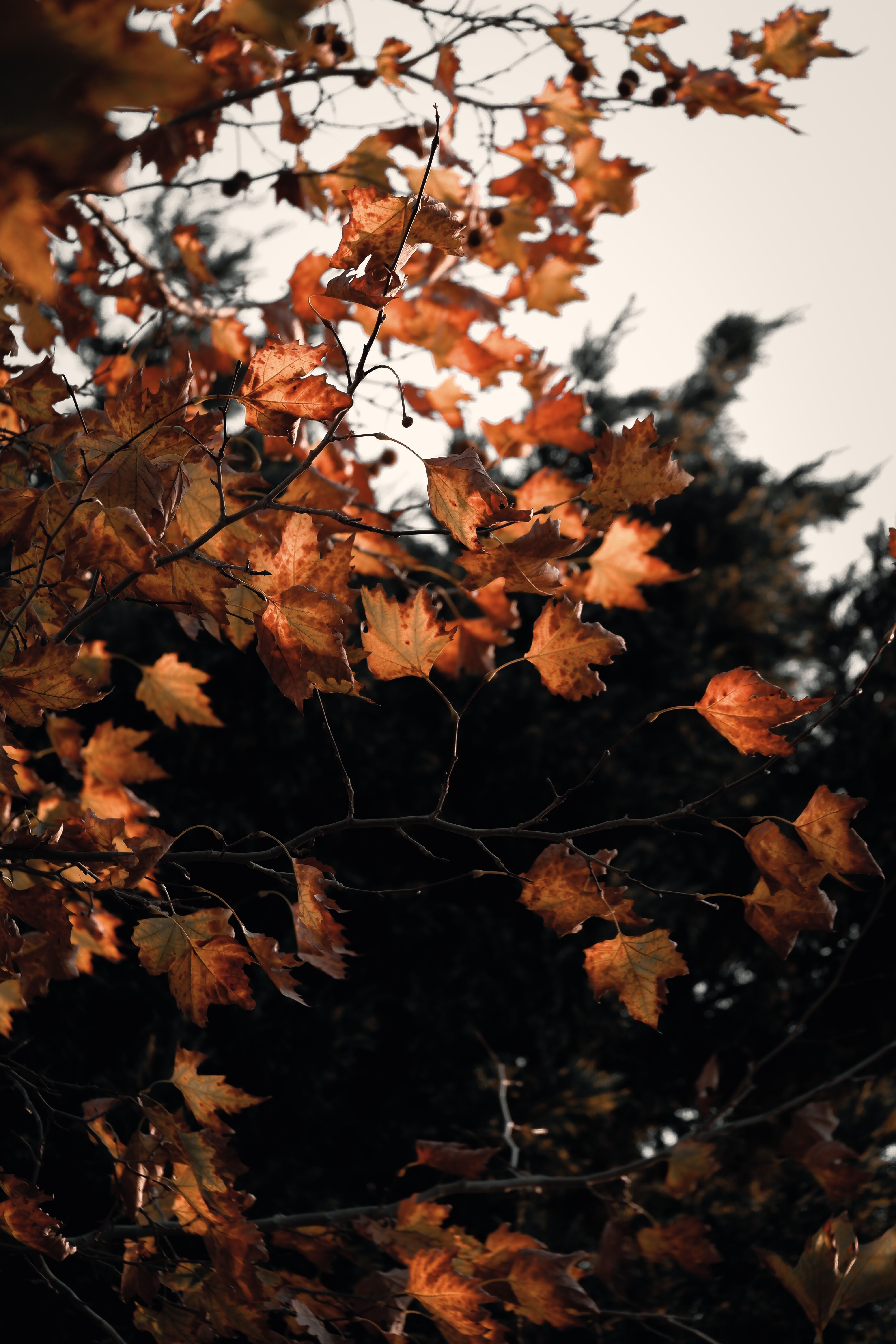 Red Topo Background Photos, Download The BEST Free Red Topo Background ...