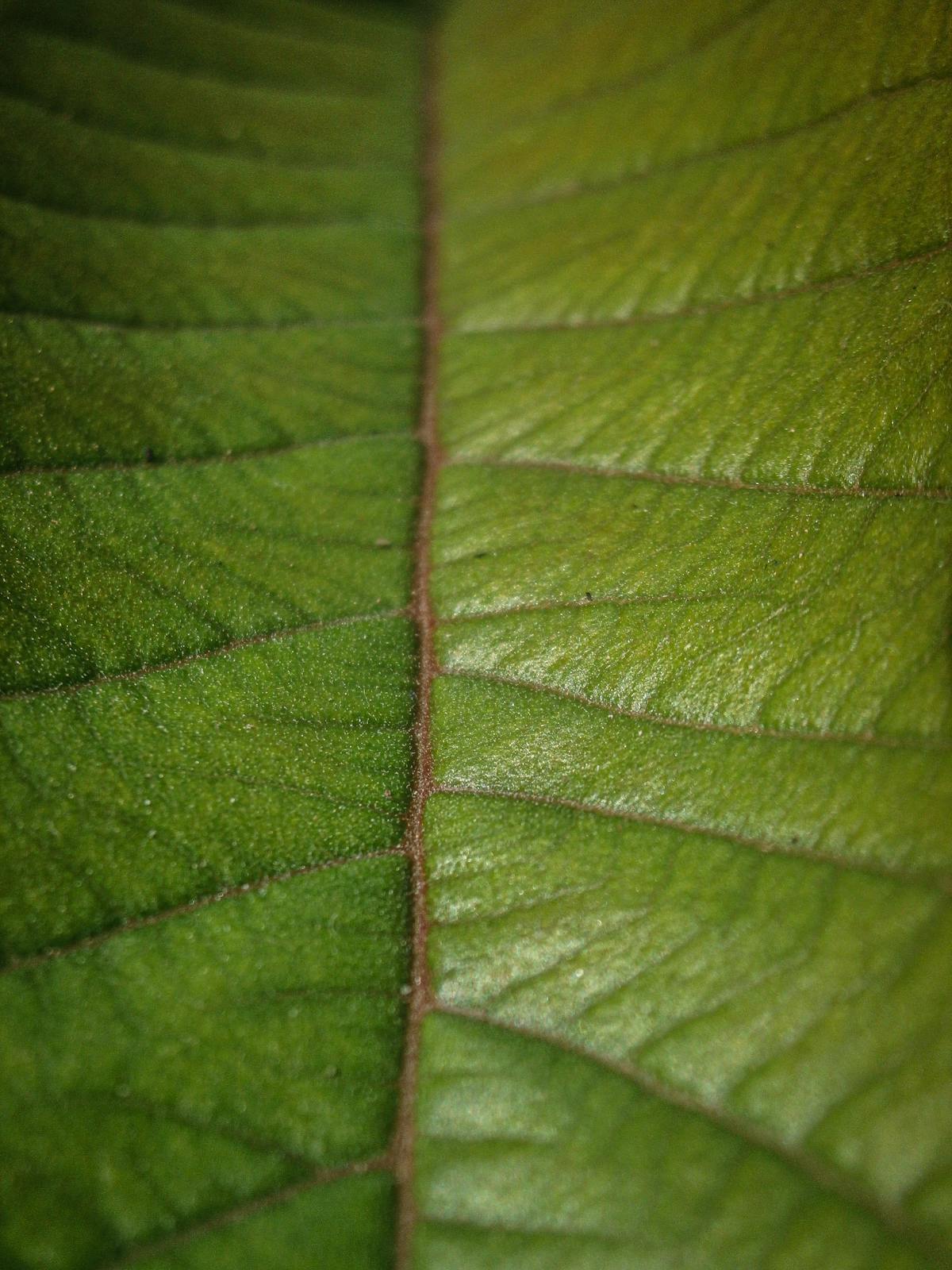 Leaf Close Up Photos, Download The BEST Free Leaf Close Up Stock Photos ...