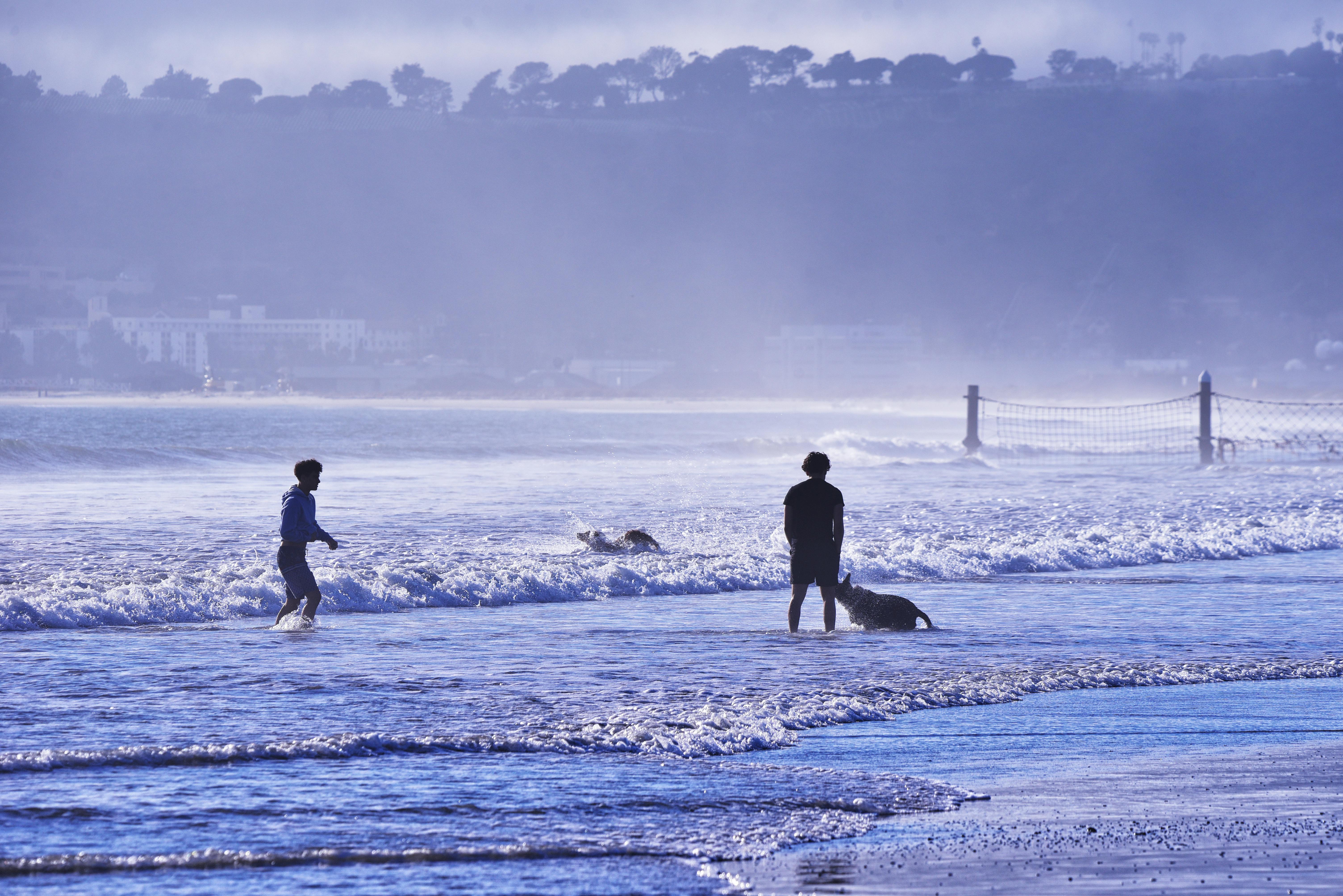 Dogs © Photos, Download The BEST Free Dogs © Stock Photos & HD Images