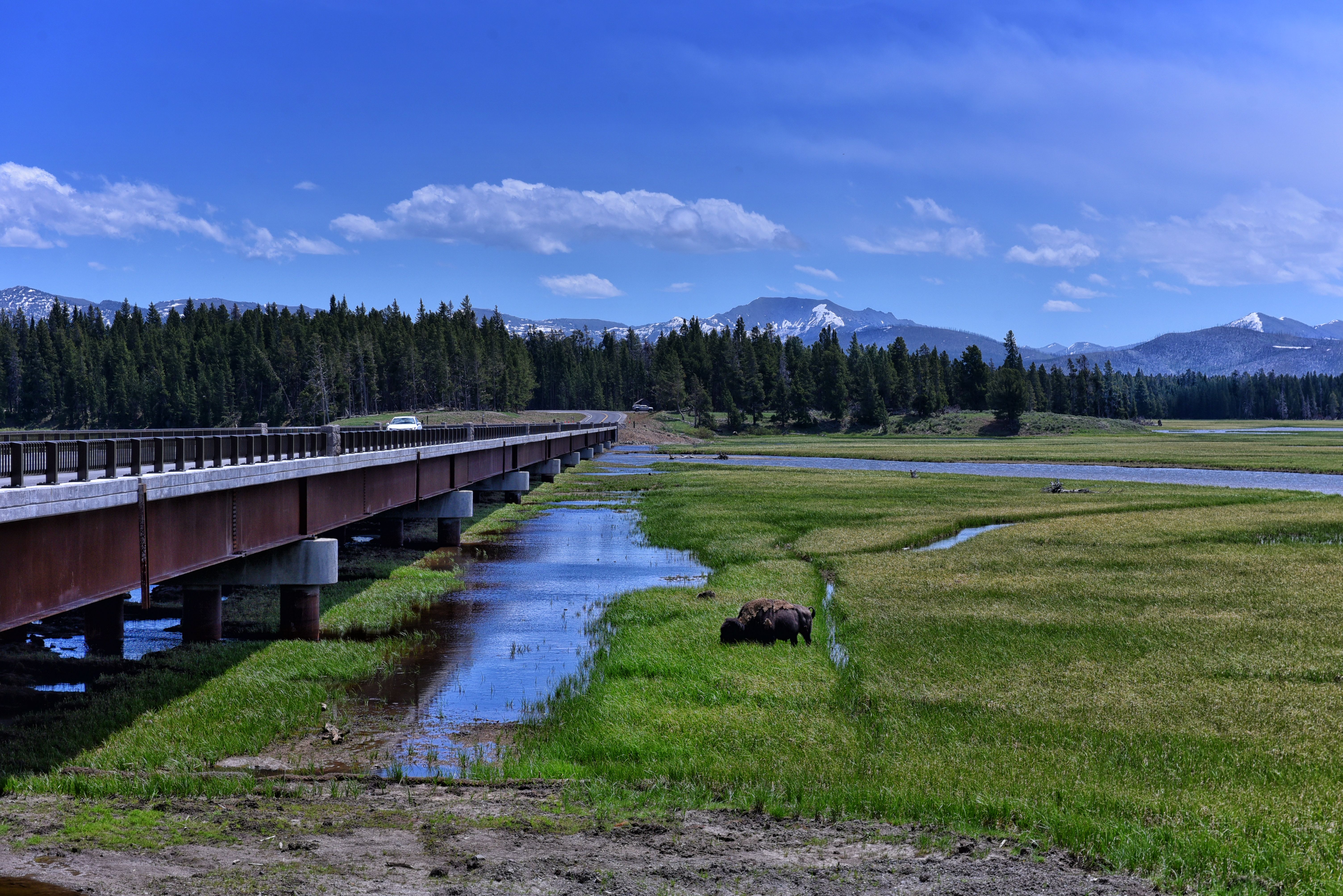 Scenic View of Yellowstone with Bison and Bridge · Free Stock Photo