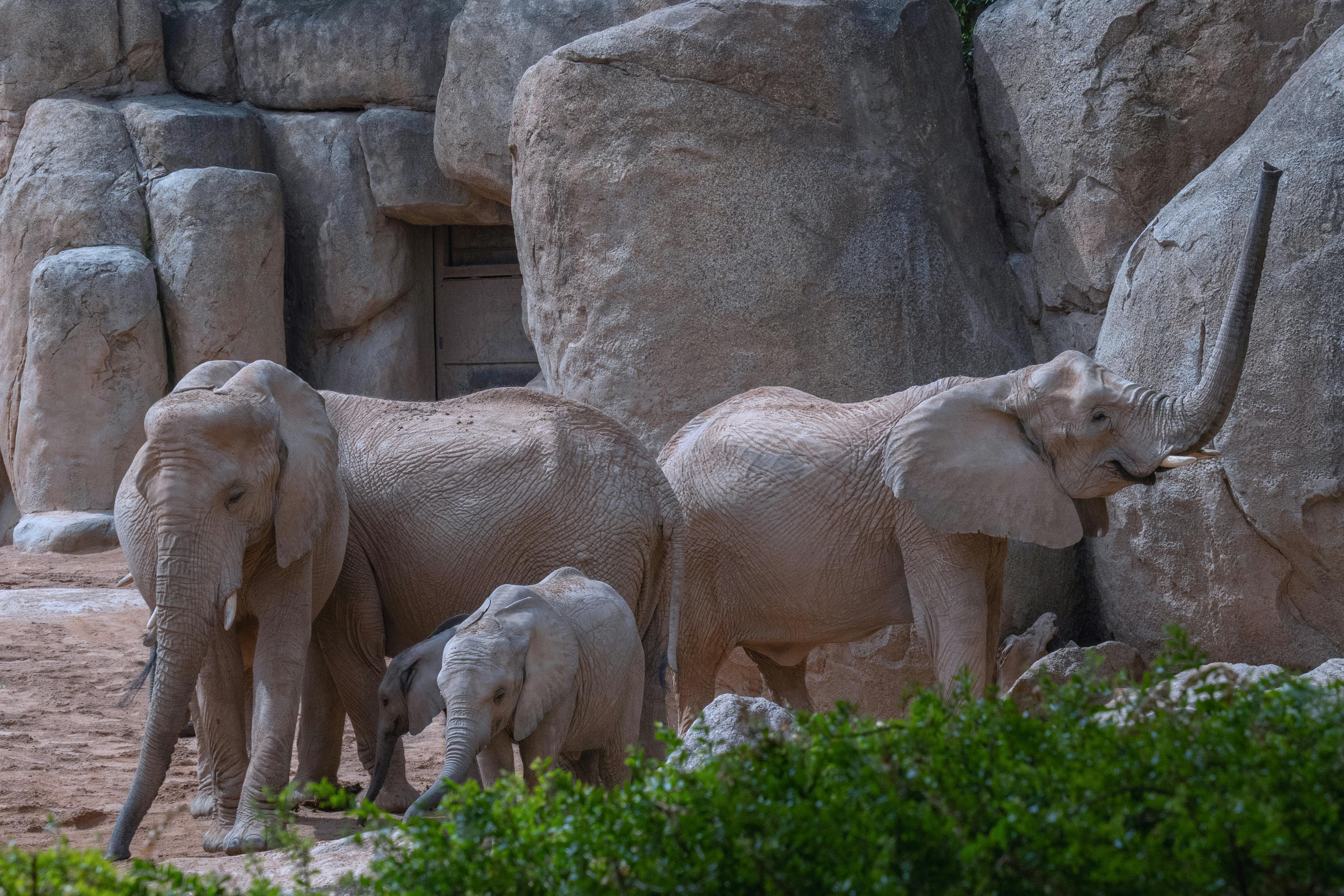 African Elephants in Valencia Zoo Exhibit · Free Stock Photo