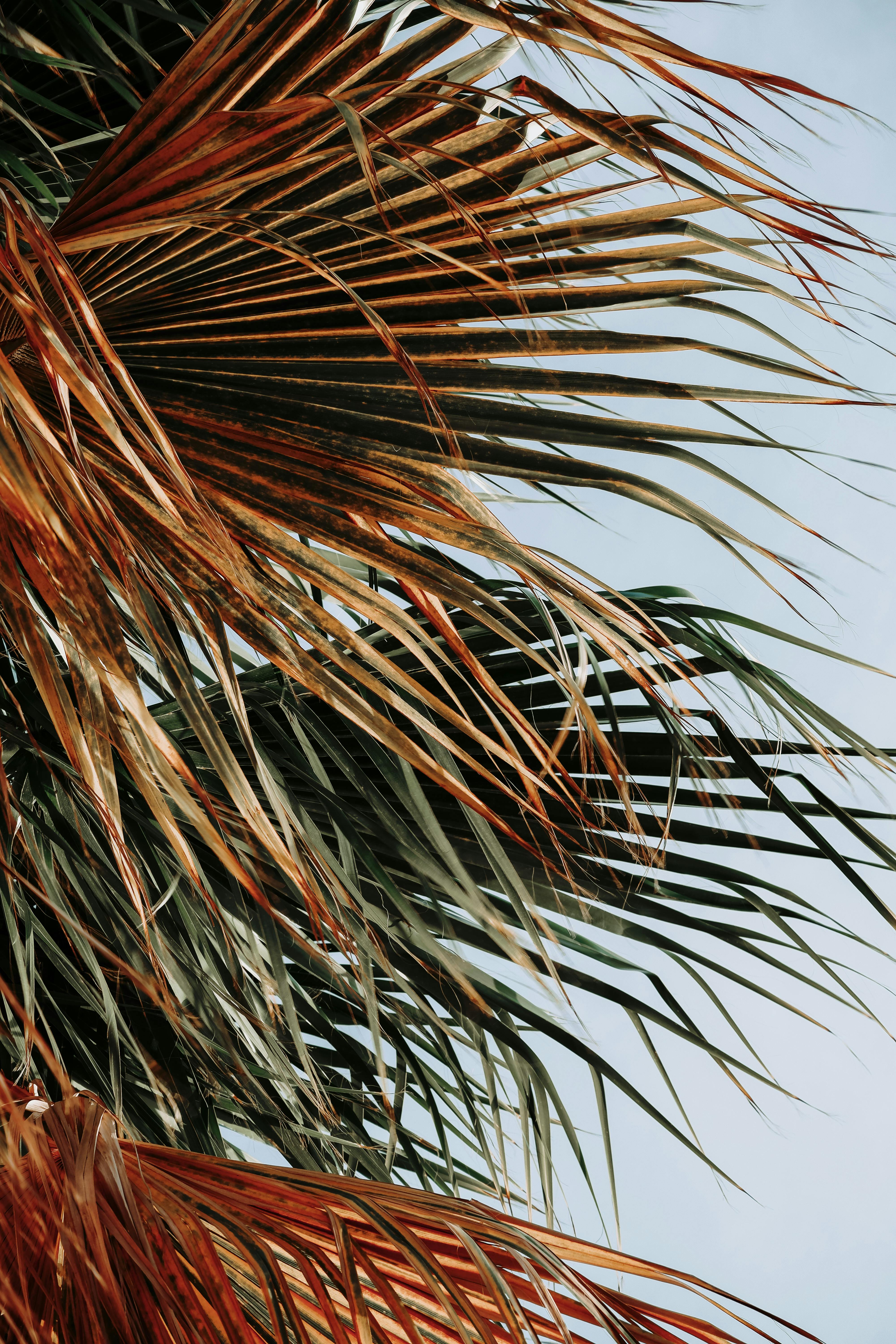 Close-up of Palm Tree Fronds Against Sky · Free Stock Photo