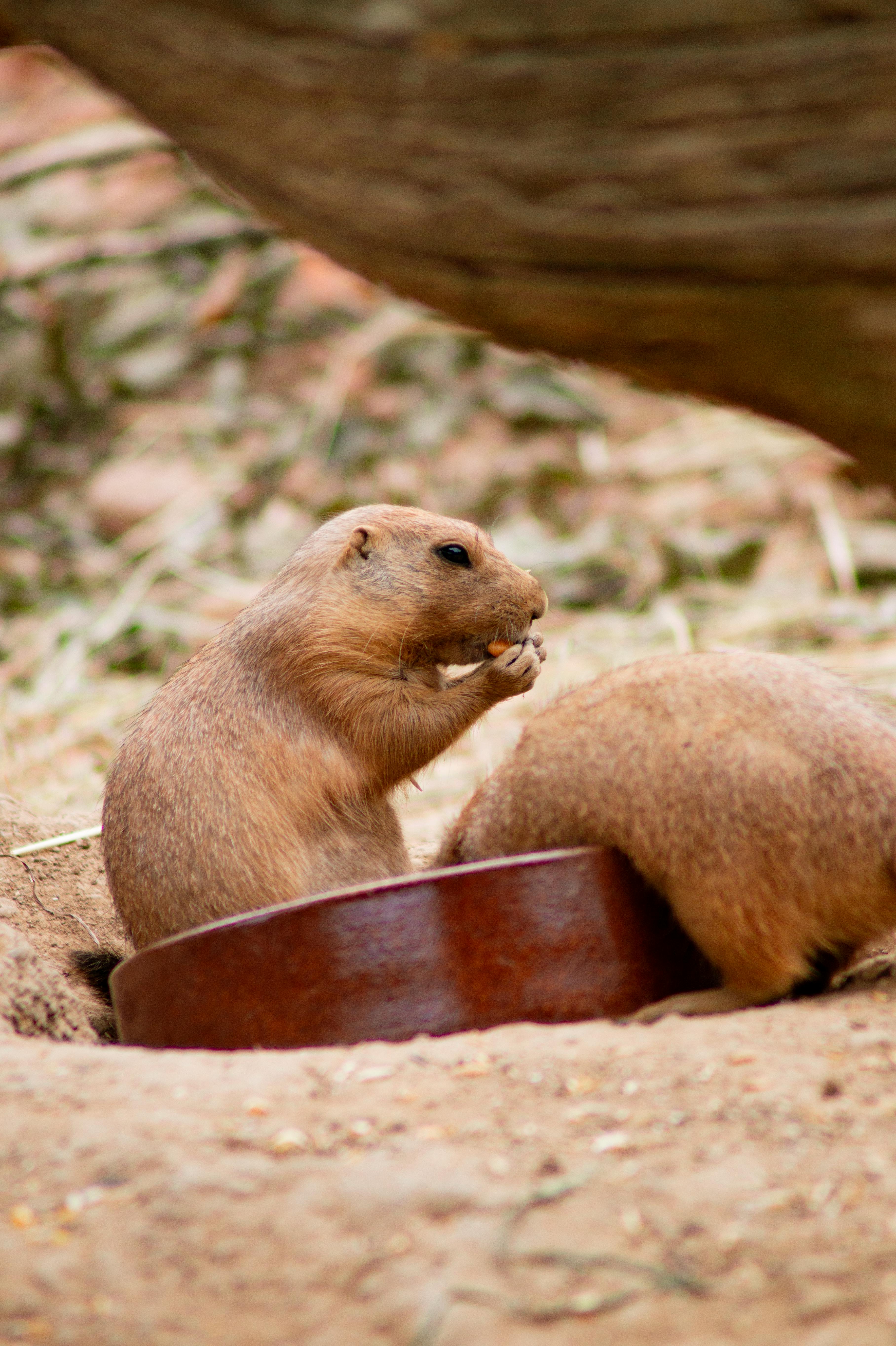 Cute Prairie Dogs Eating in Natural Habitat · Free Stock Photo