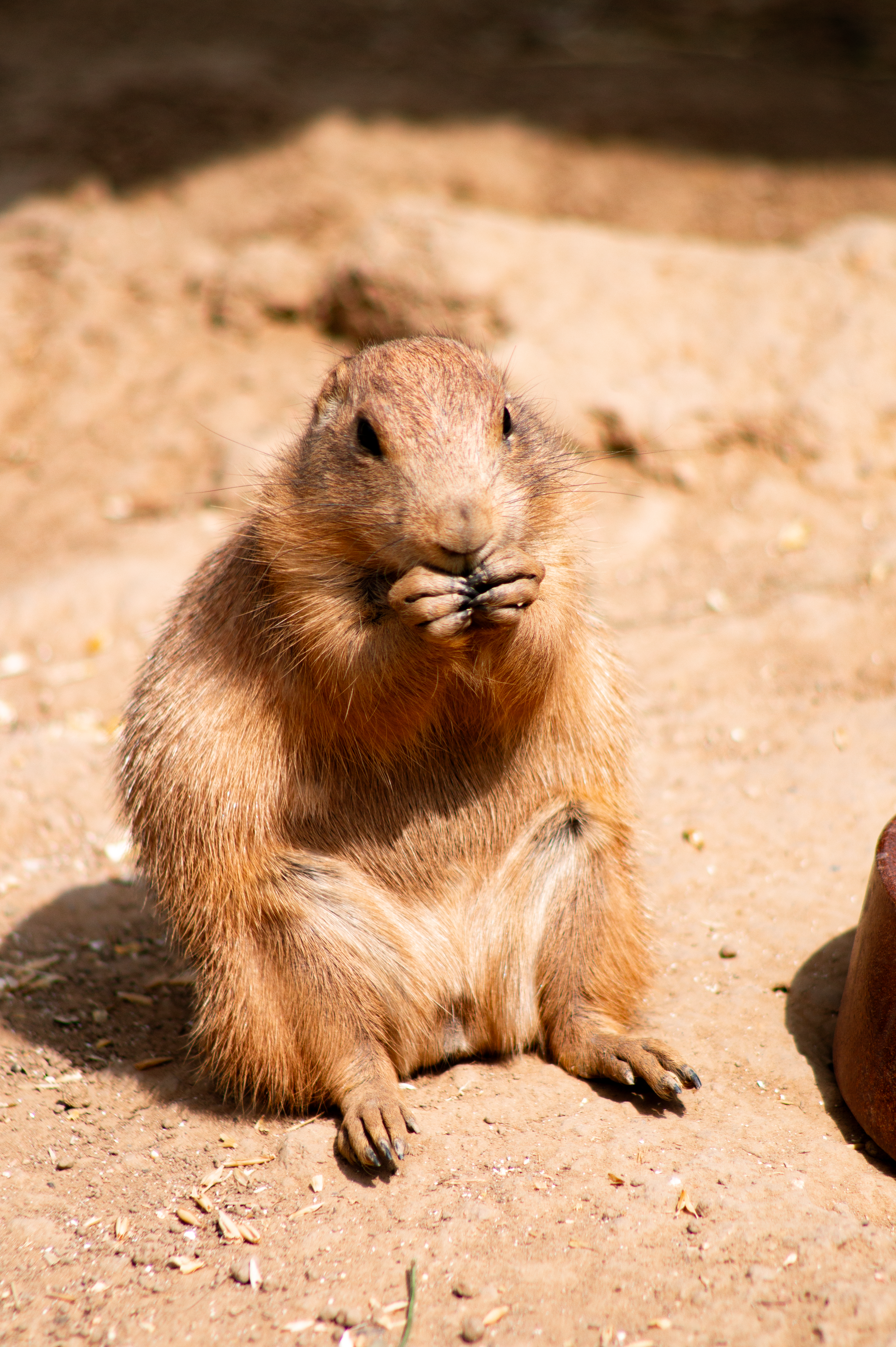 Curious Prairie Dog Eating in Brno Zoo · Free Stock Photo