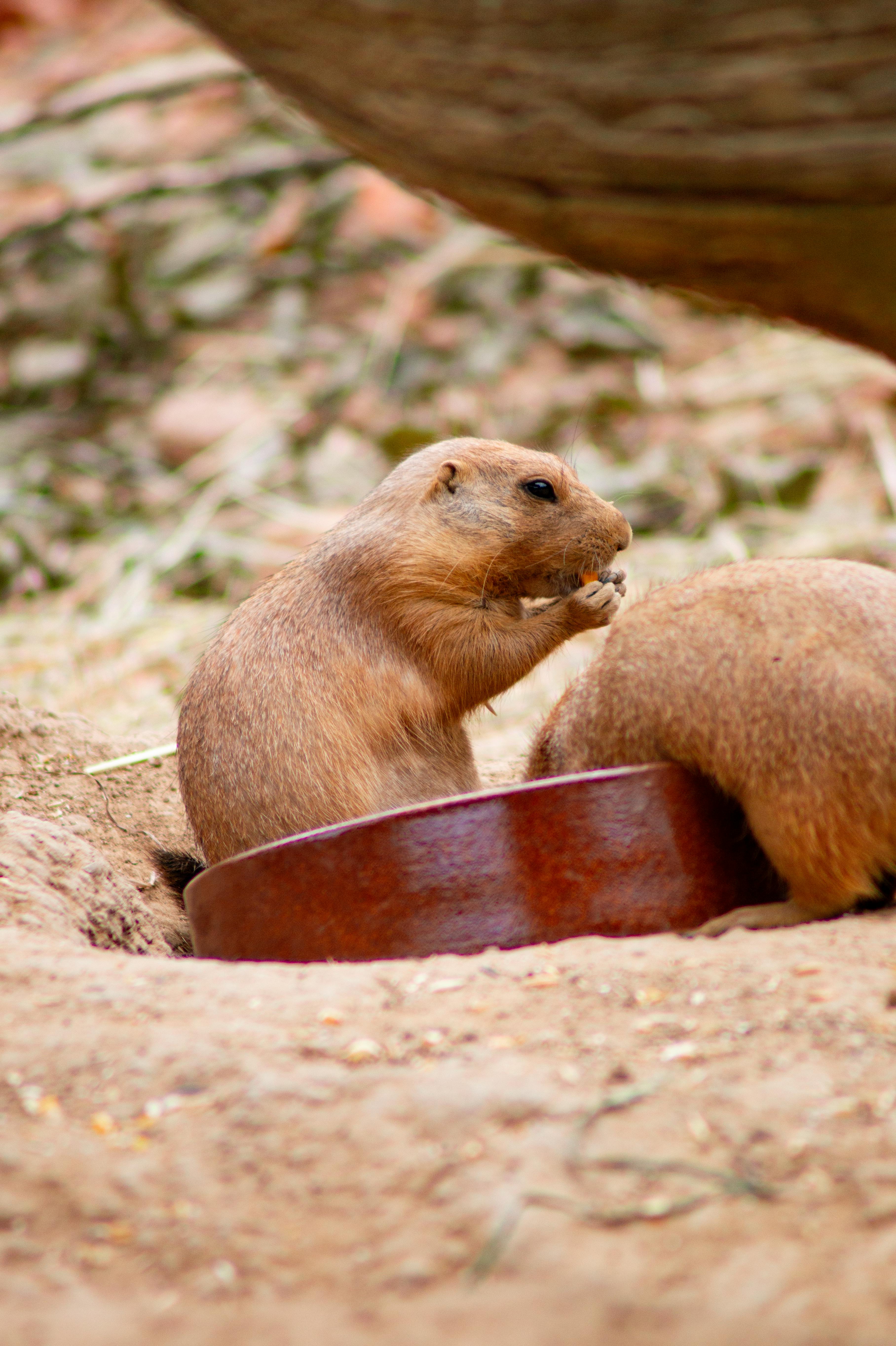 Perros De La Pradera Alimentándose En Su Hábitat Natural · Foto de ...