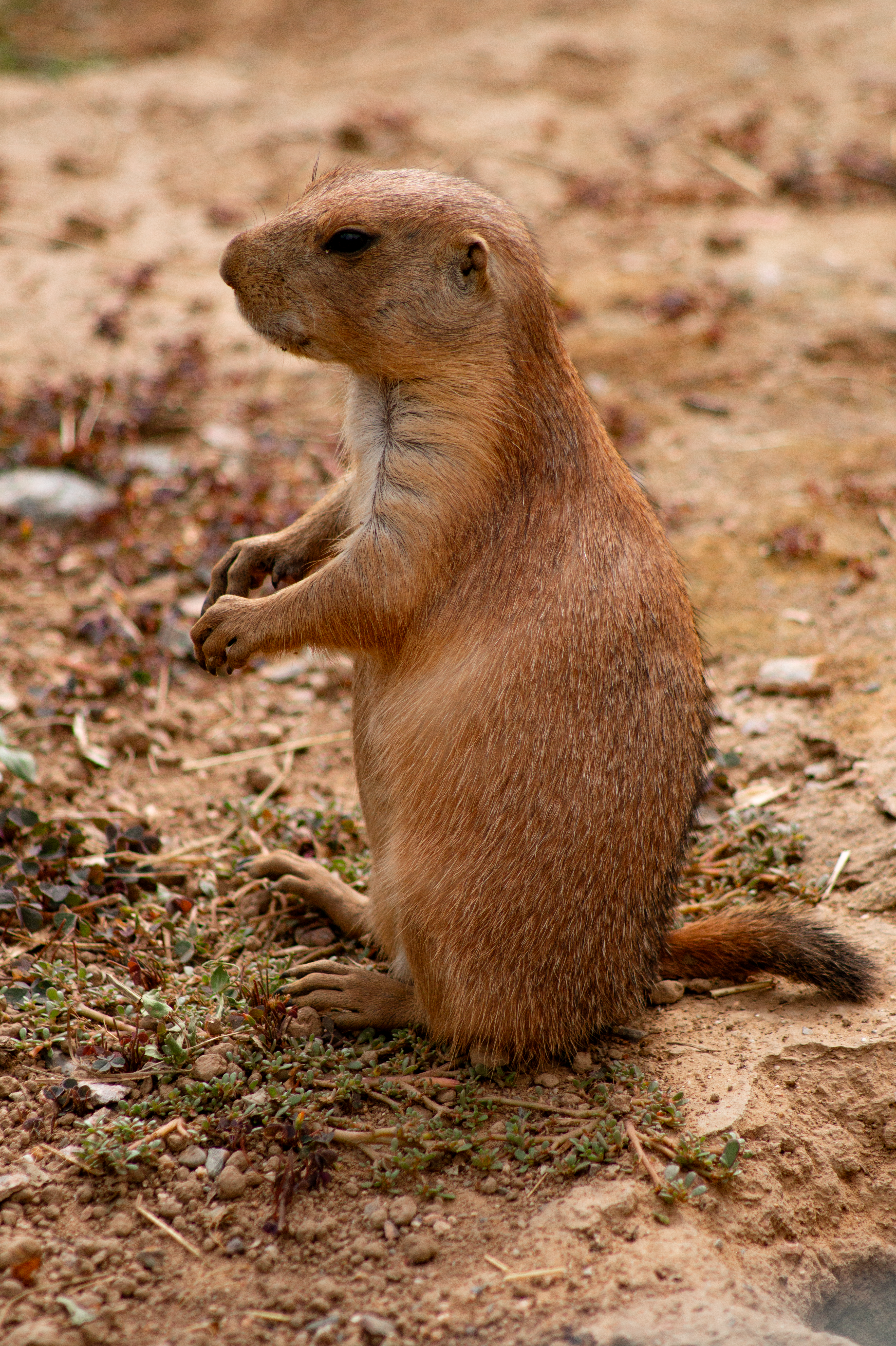 Captivating Prairie Dog in Natural Habitat · Free Stock Photo