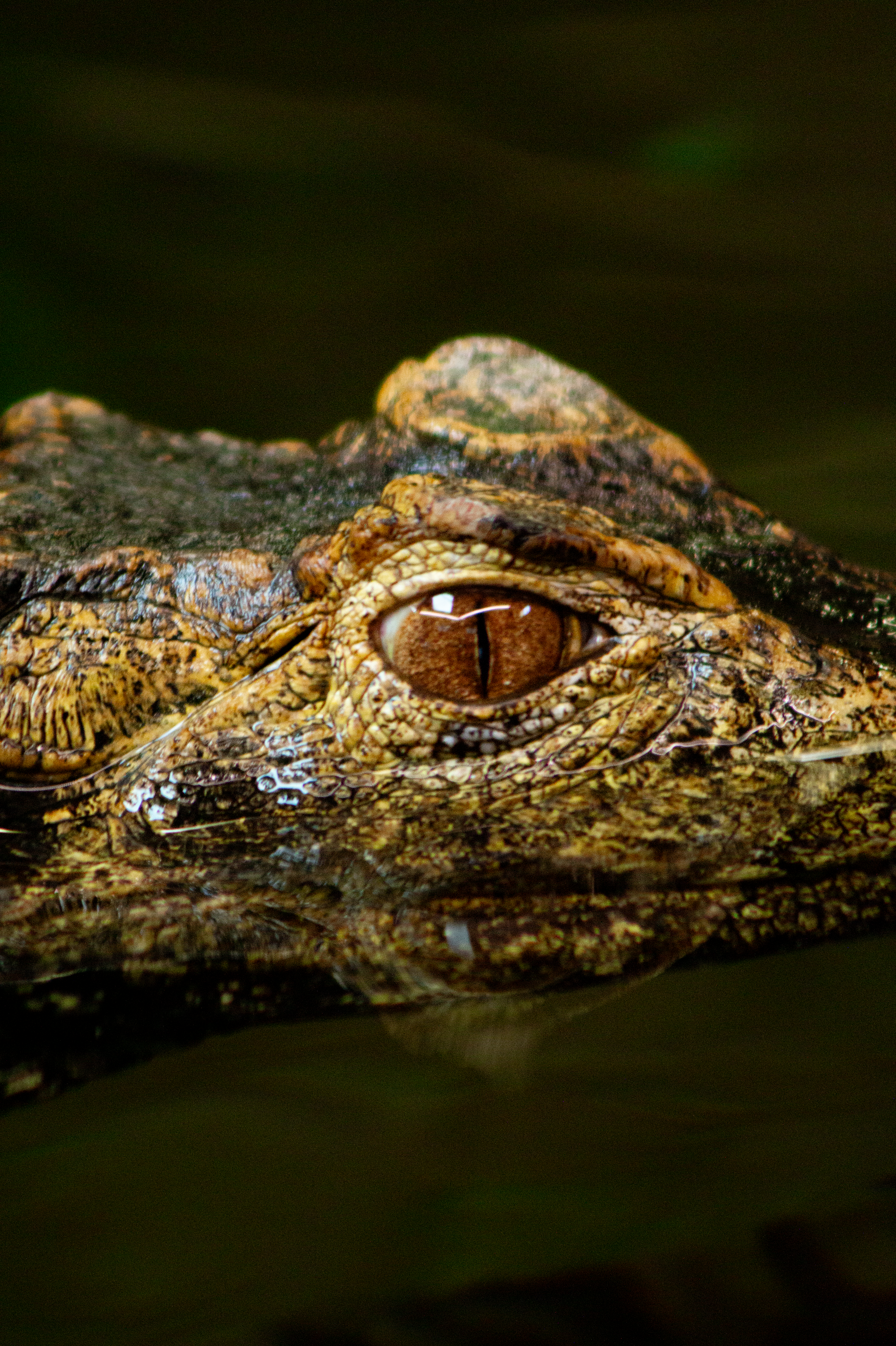 Close-up of a Crocodile's Eye in Water · Free Stock Photo