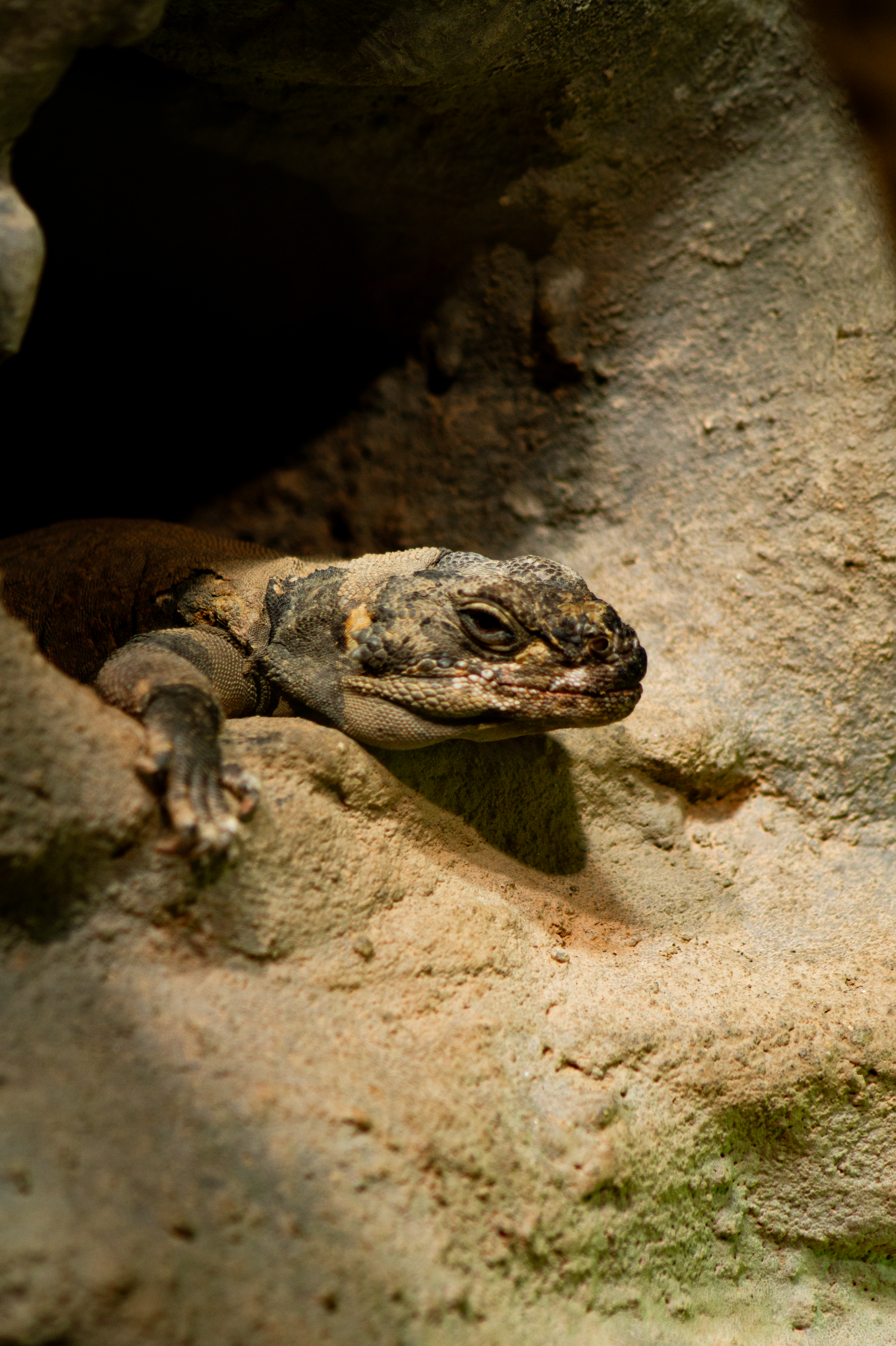 Lizard in Natural Rock Habitat in Brno · Free Stock Photo