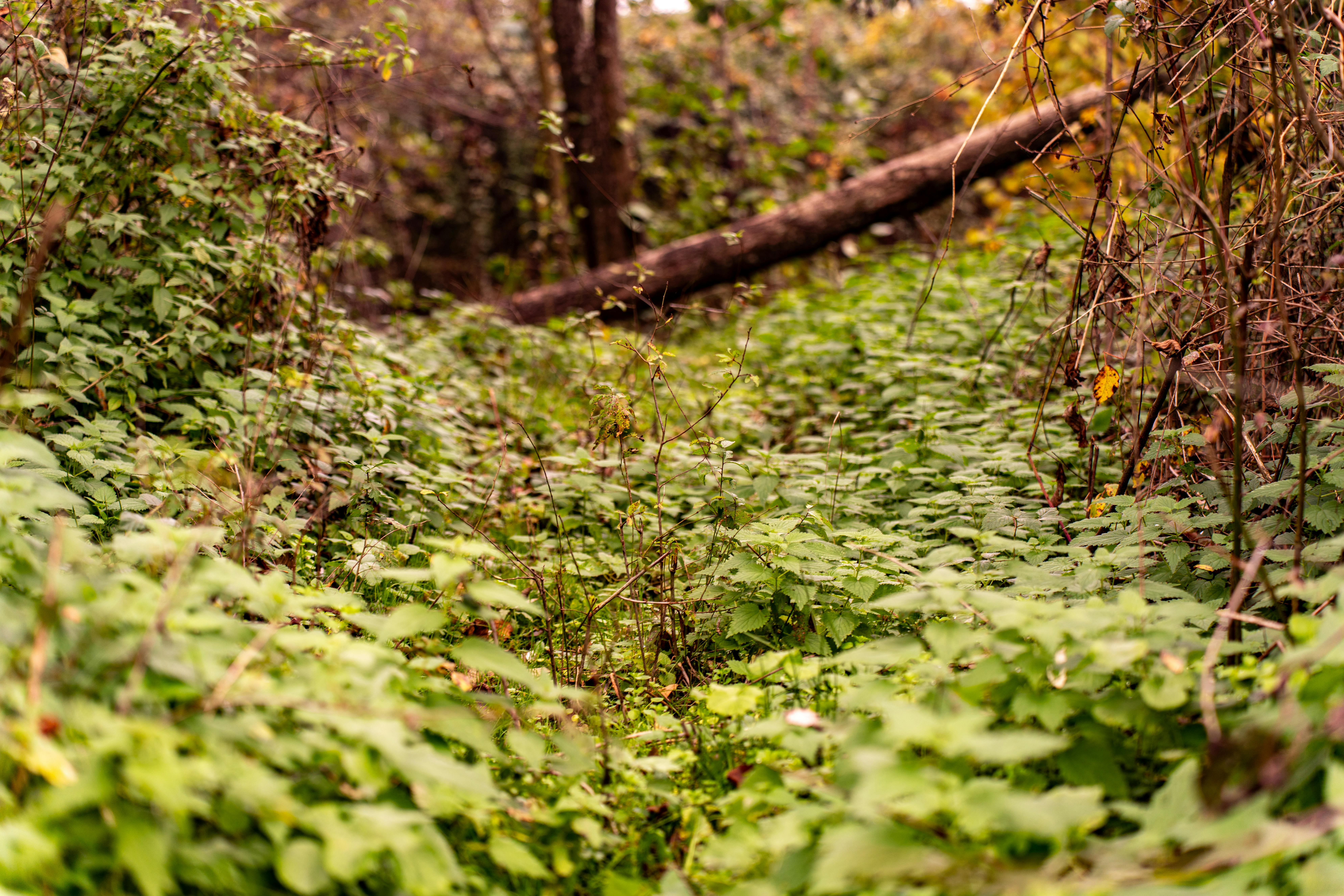 Lush Overgrown Pathway in a Forested Area · Free Stock Photo