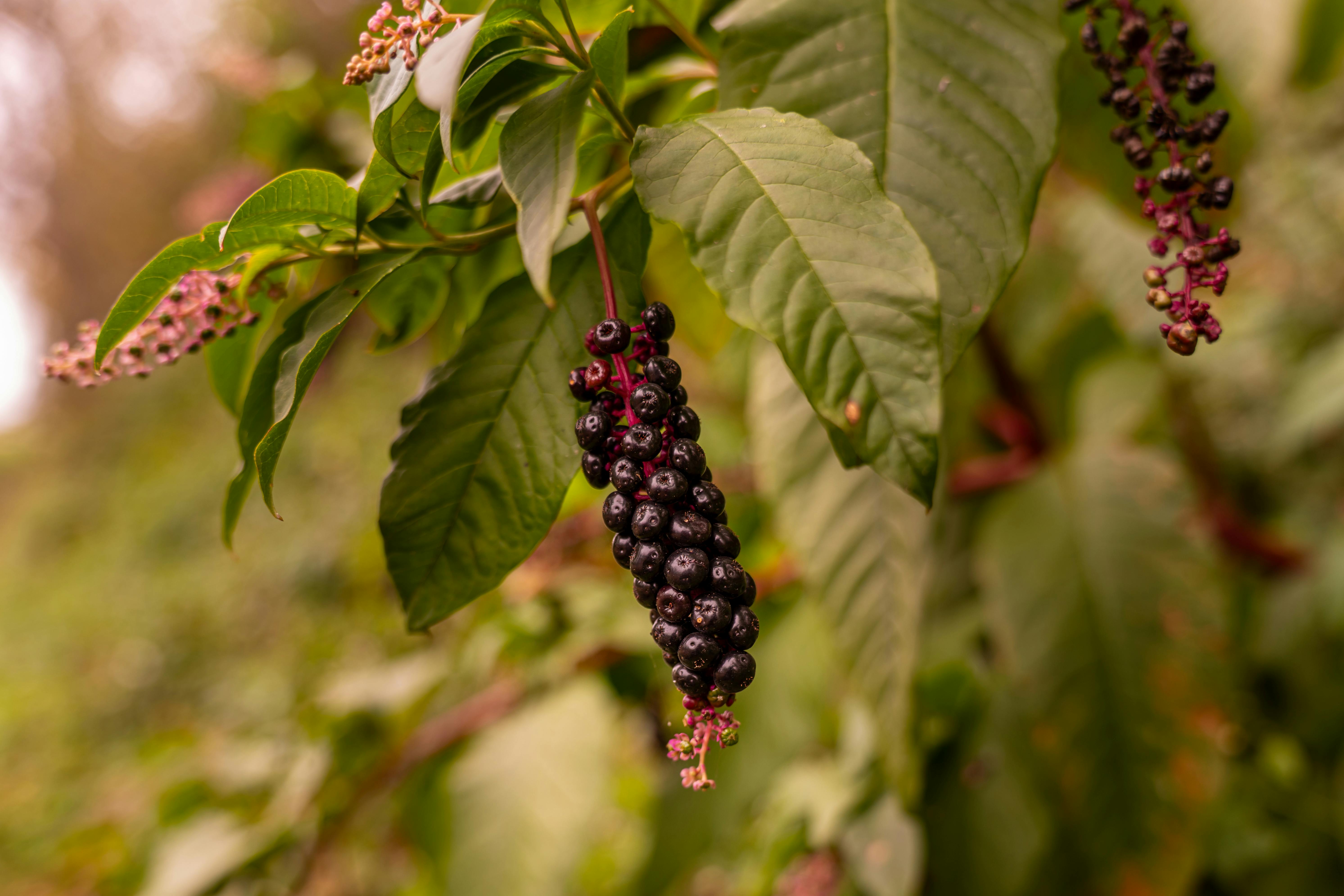 Close-Up of American Pokeweed Berries on a Branch · Free Stock Photo