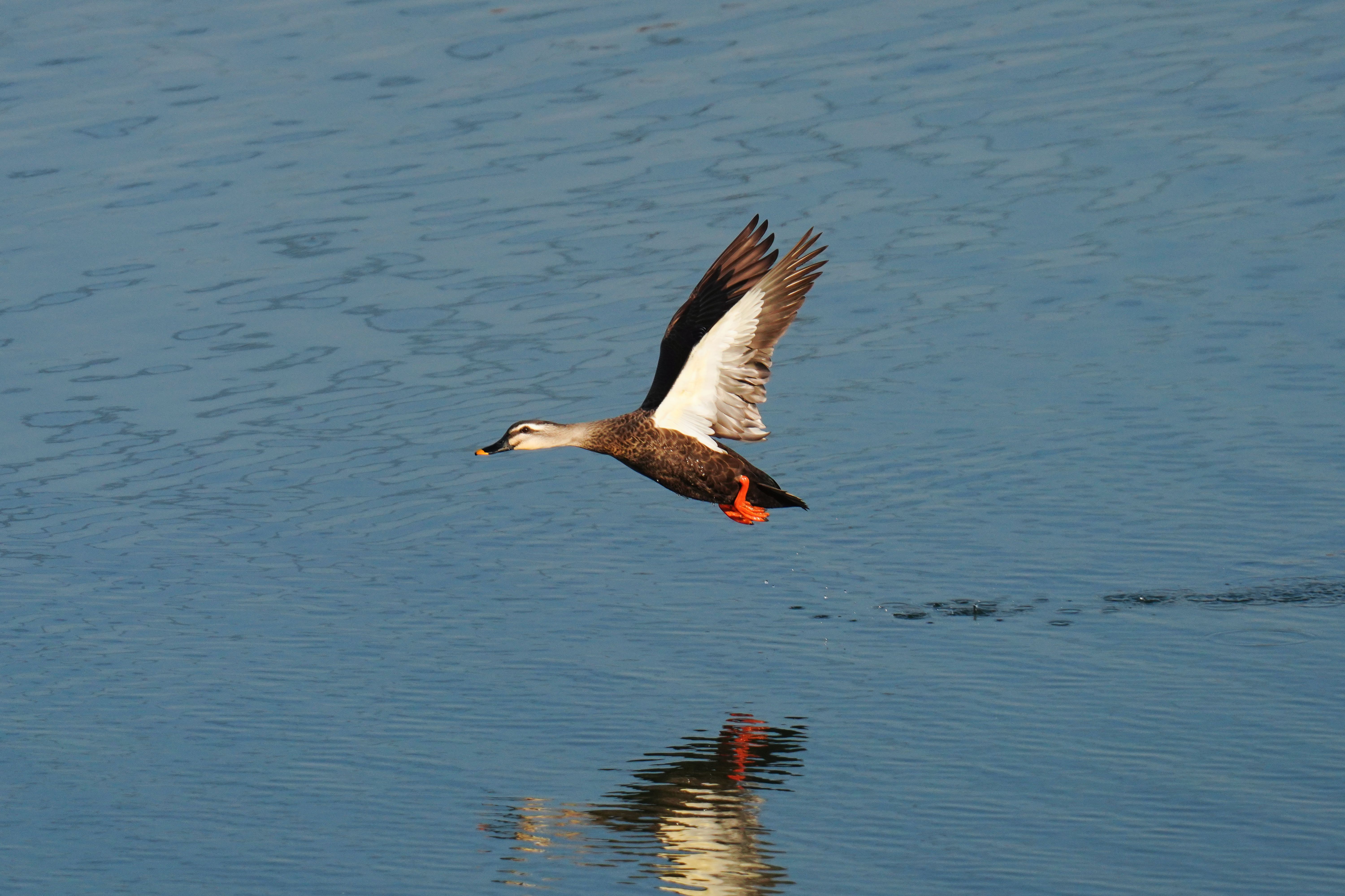 Pato Pico Moteado Volando Sobre La Superficie Del Agua En Calma · Foto ...