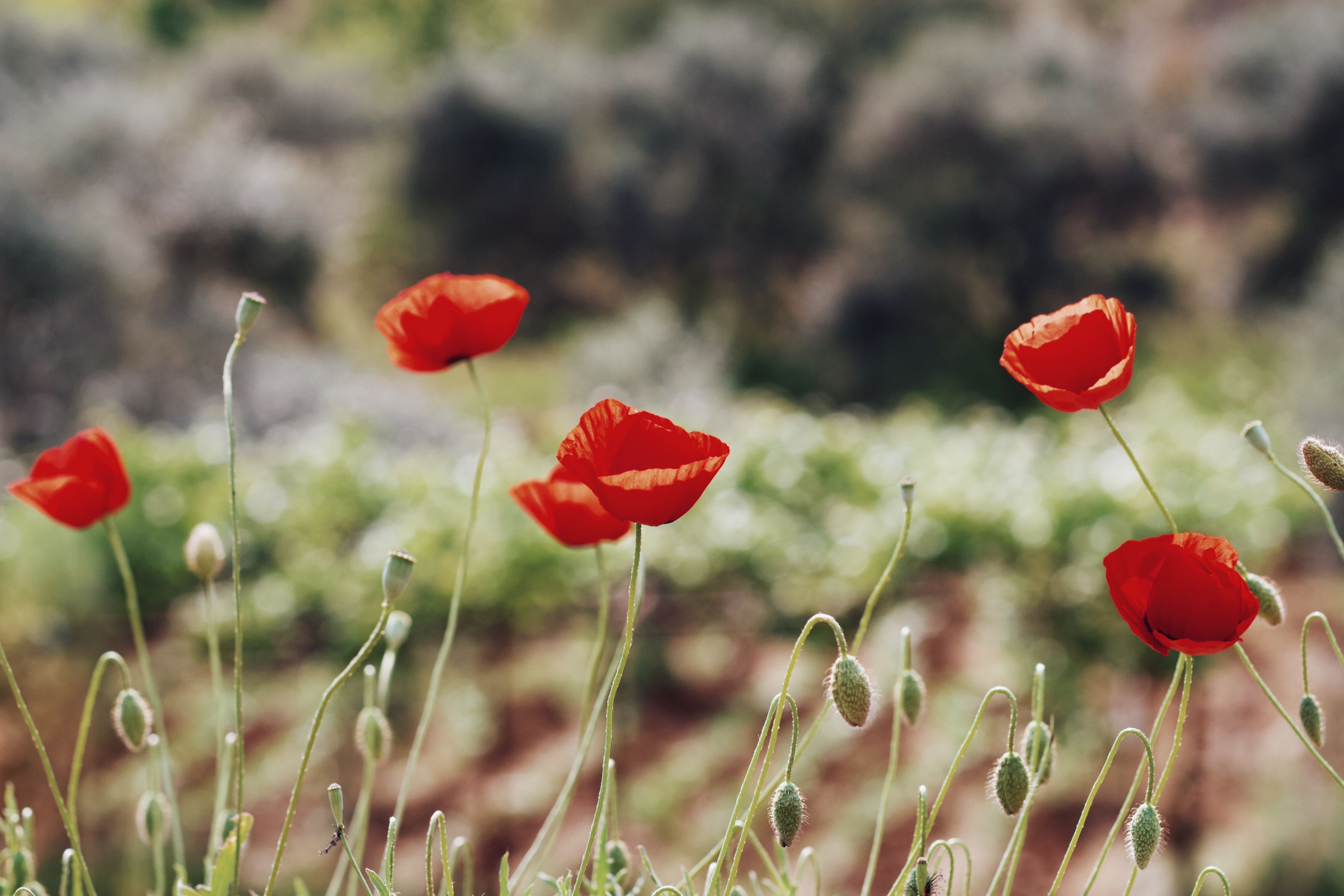 Vibrant Red Poppies Blooming in Nature · Free Stock Photo