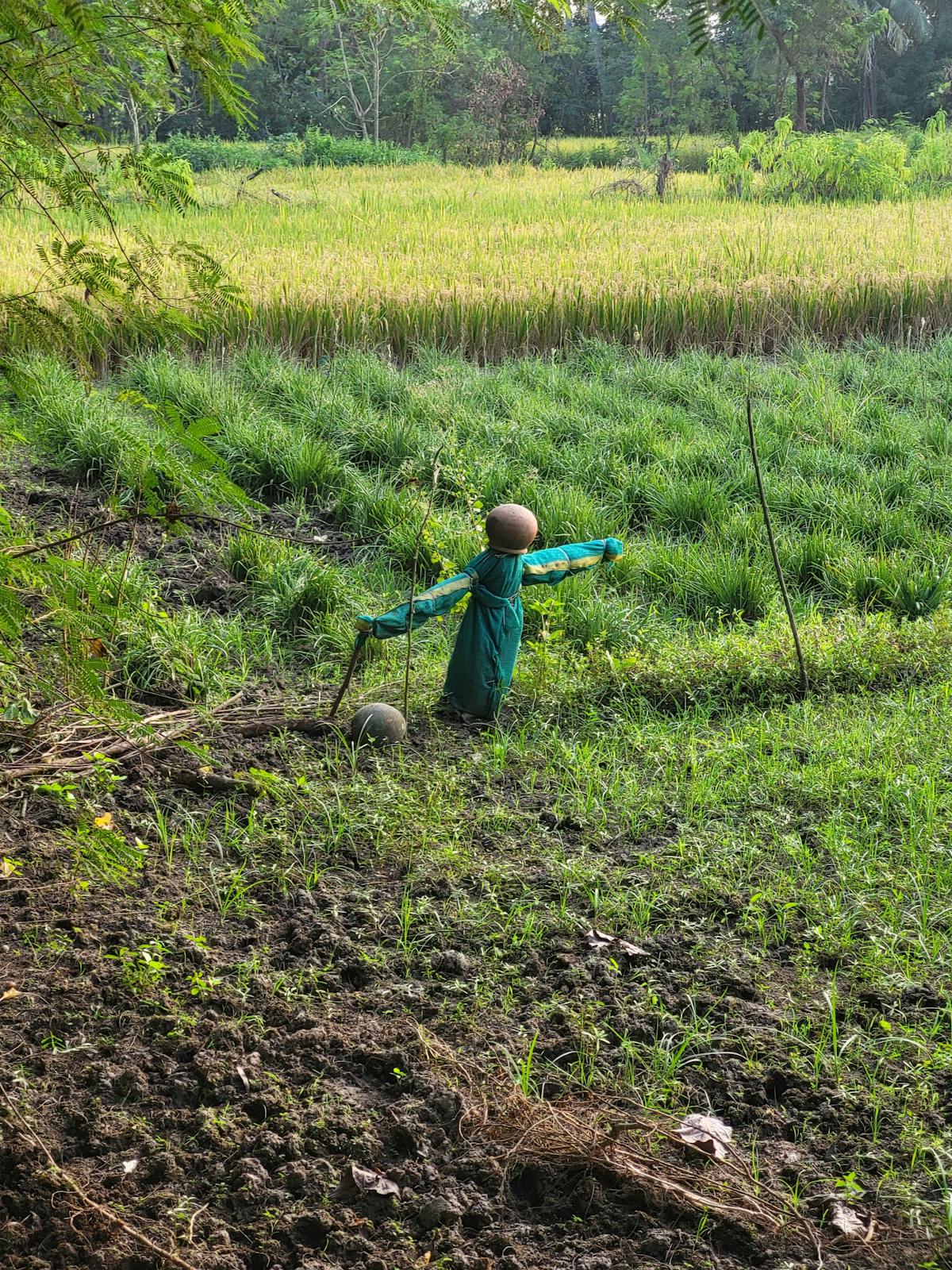 Paddy Field Photos, Download The BEST Free Paddy Field Stock Photos ...