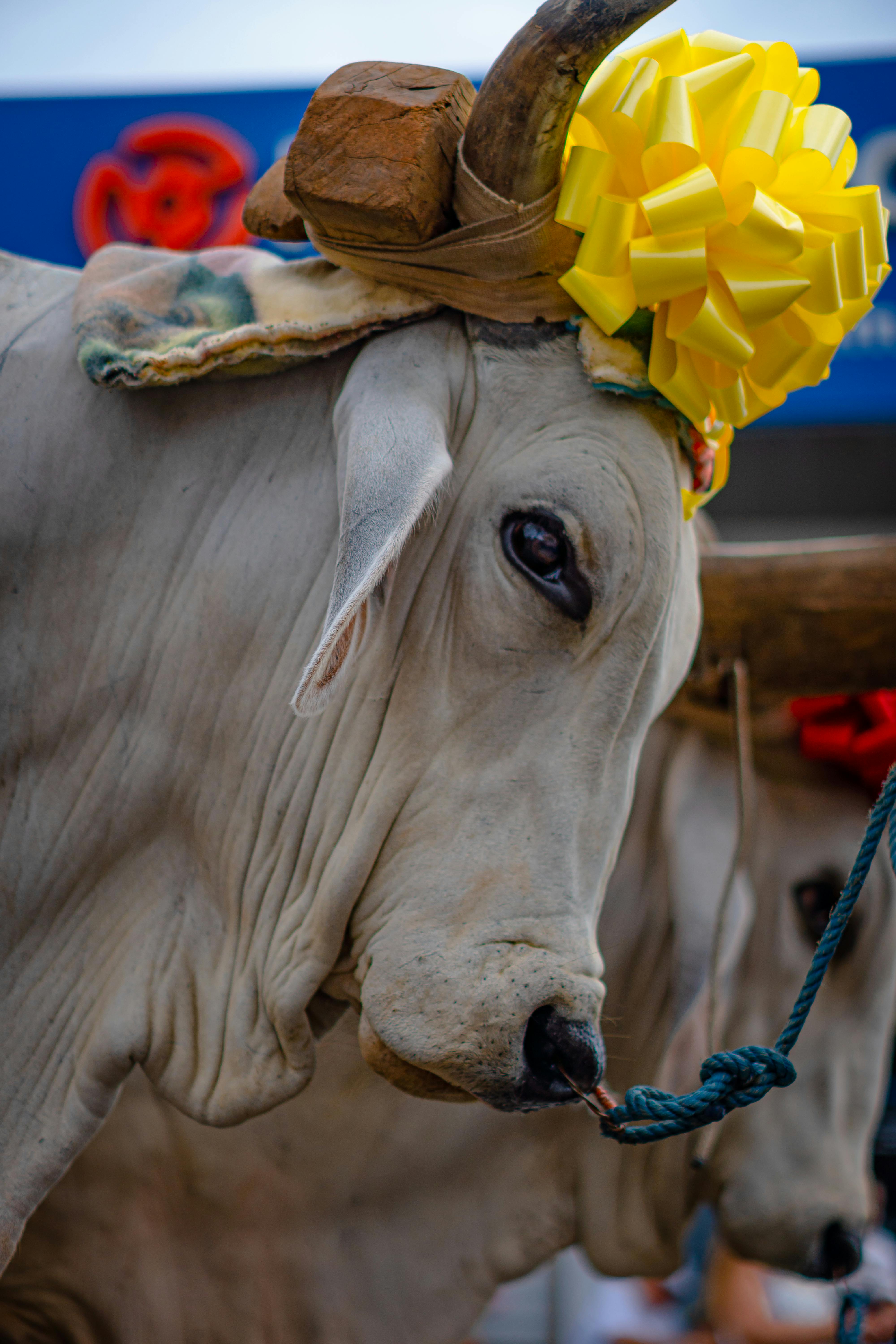Decorated Bull with Yellow Bow in Profile · Free Stock Photo