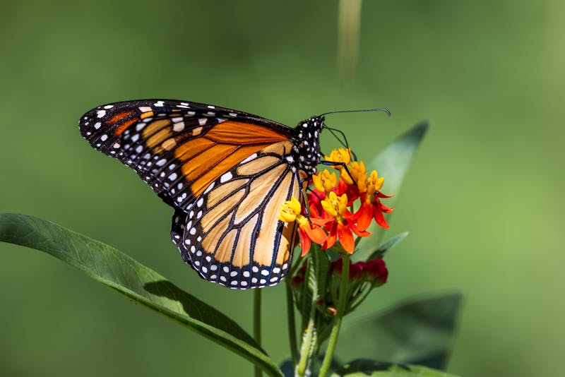 Monarch Butterfly Photos, Download The BEST Free Monarch Butterfly ...