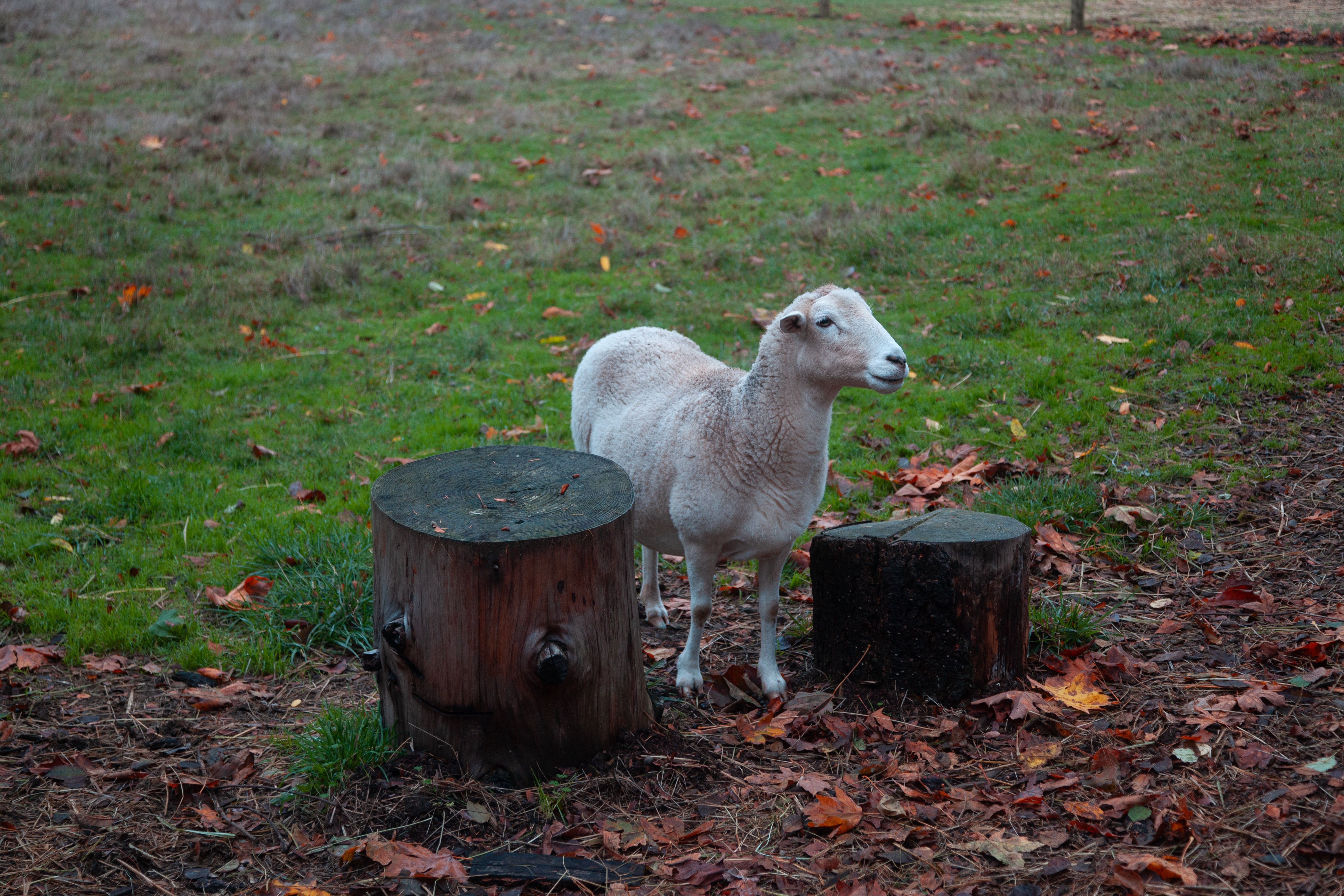 Sheep Among Autumn Leaves on Country Farm · Free Stock Photo