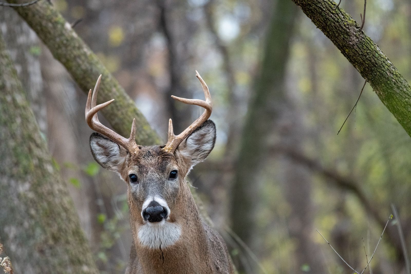 Deer. Photos, Download The BEST Free Deer. Stock Photos & HD Images