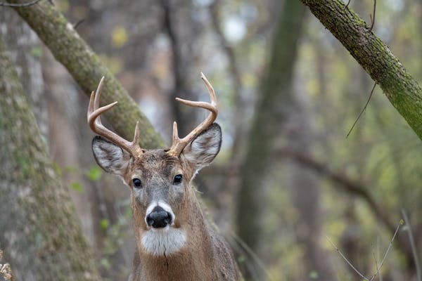 Deer. Photos, Download The BEST Free Deer. Stock Photos & HD Images